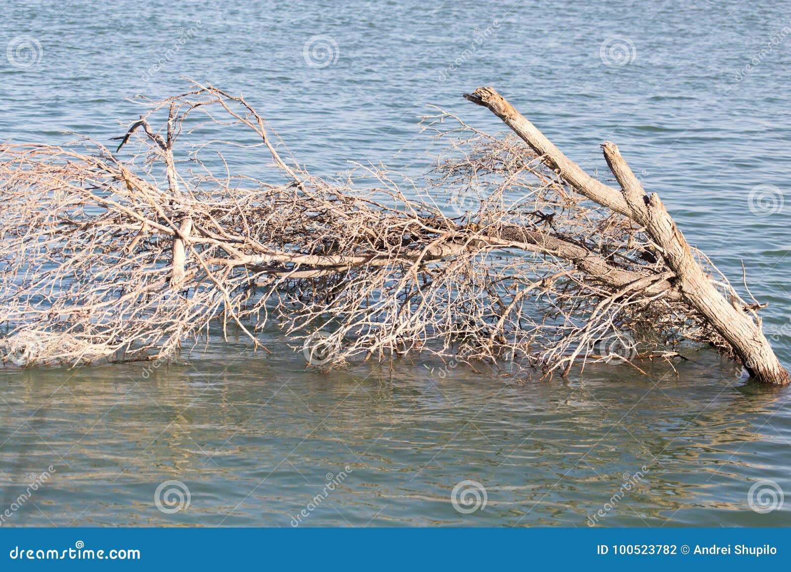 Old tree in water . stock photo. Image of snag, weathered - 100523782