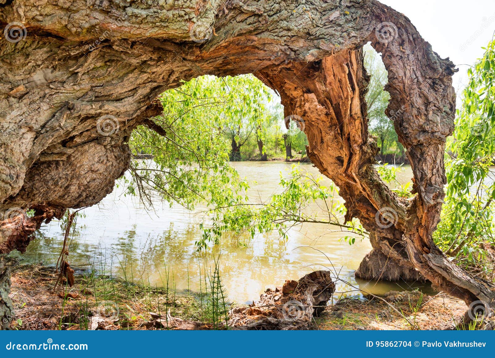 Old tree in the water stock photo. Image of grotto, natural - 95862704