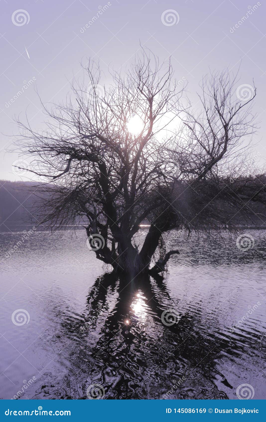 Old Tree in the Water with Sun Rays Stock Image - Image of peak, beauty ...