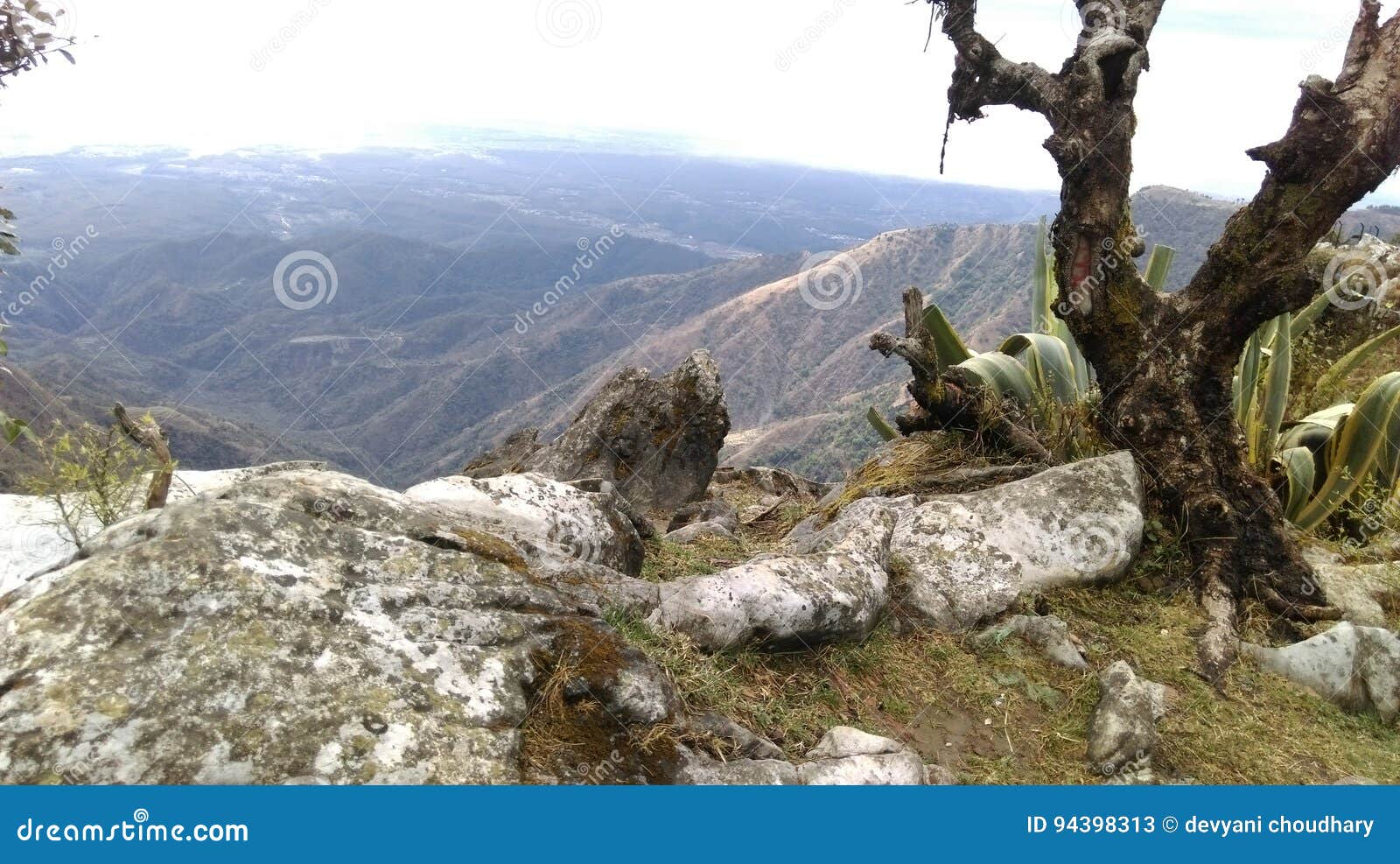 Old Tree stock image. Image of green, mountains, white - 94398313