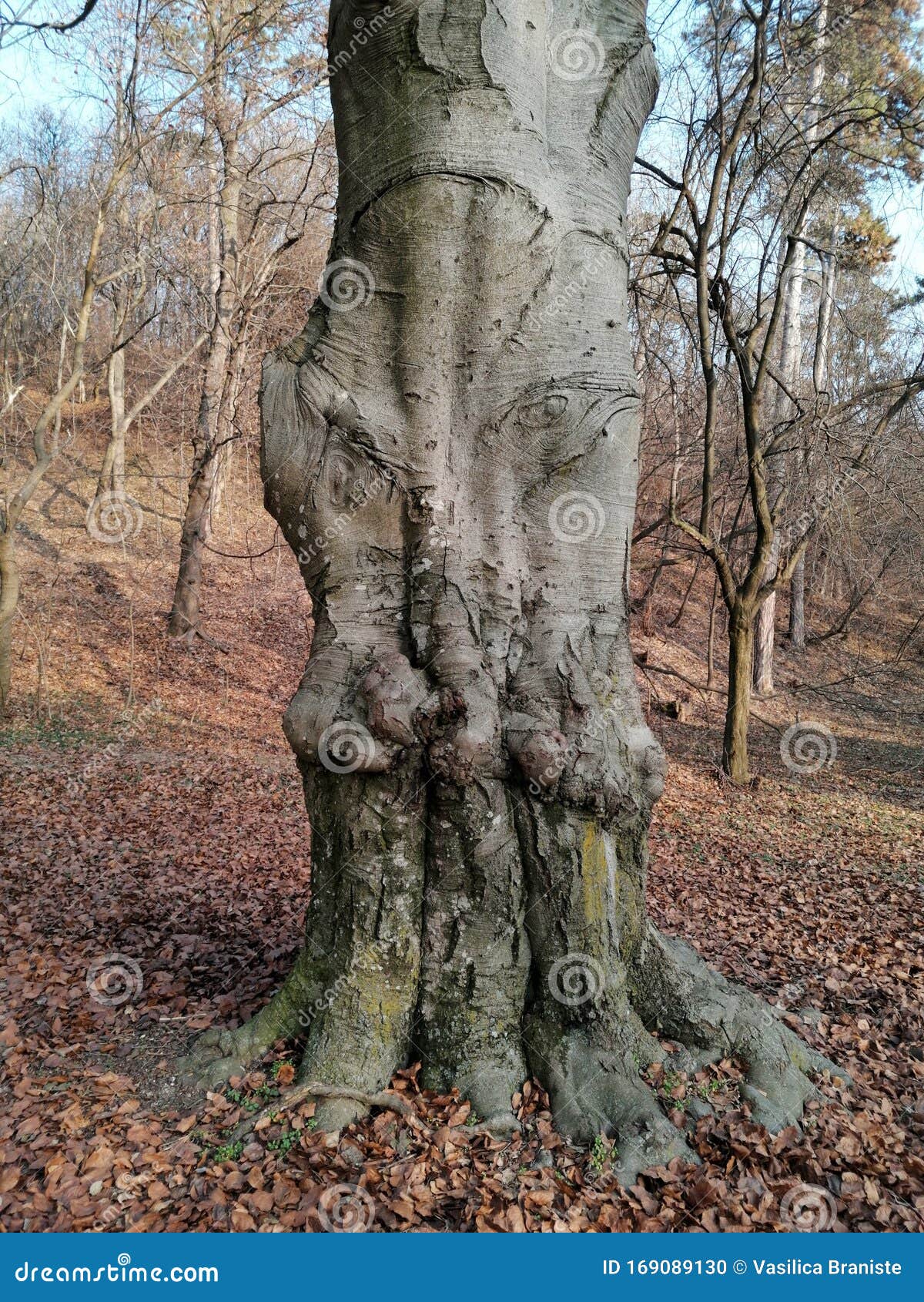 Human Looking Tree