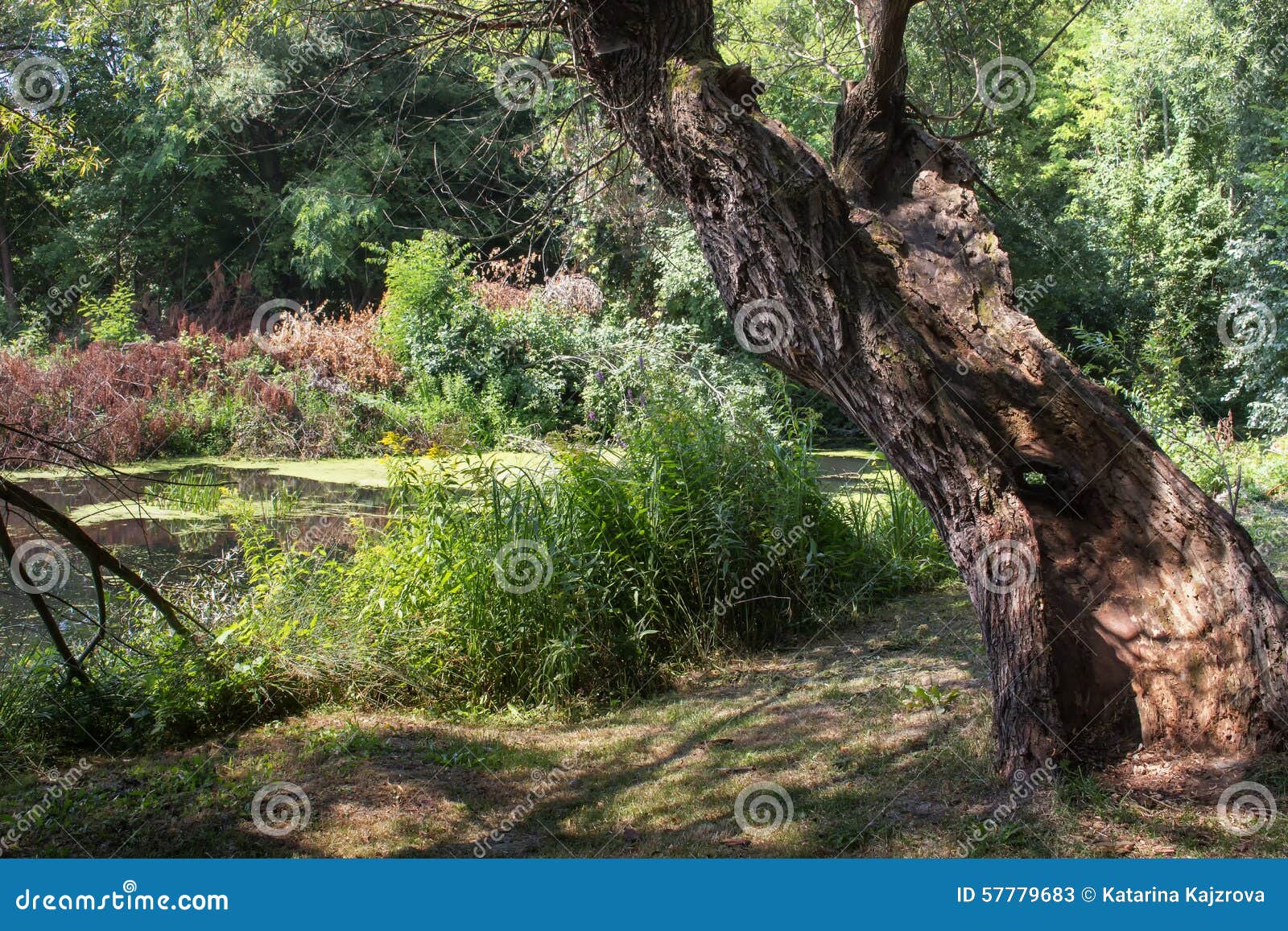 Old Tree in the Wild Nature Stock Image - Image of water, tree: 57779683