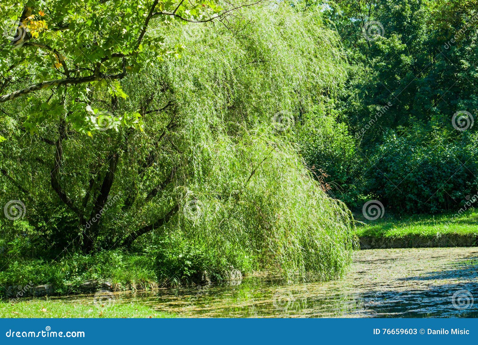 Old Tree Willow Isolate on the Island Stock Image - Image of natural ...