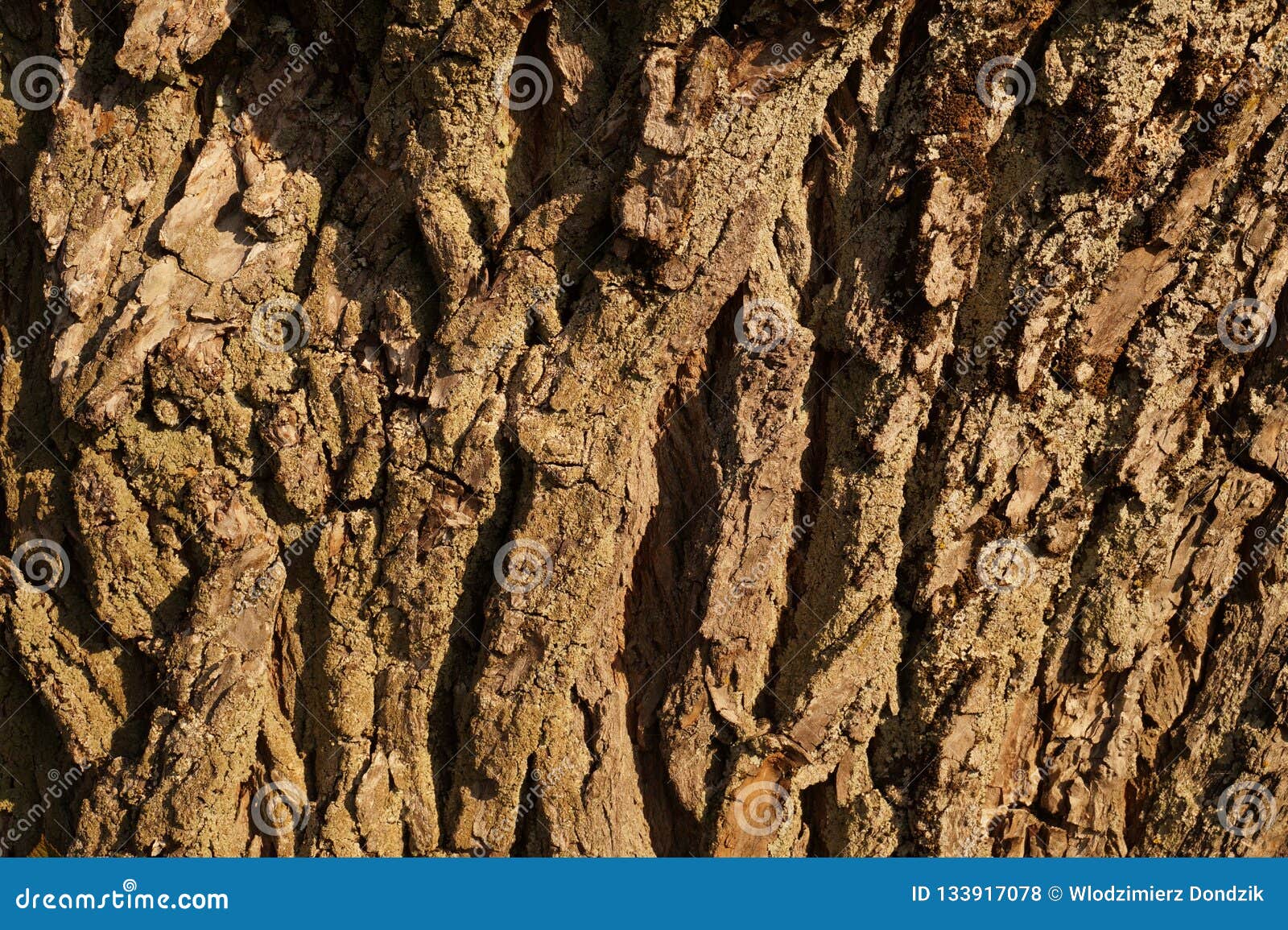 Close-up of a Tree Bark. Old Tree: Willow Salix Alba Stock Photo ...