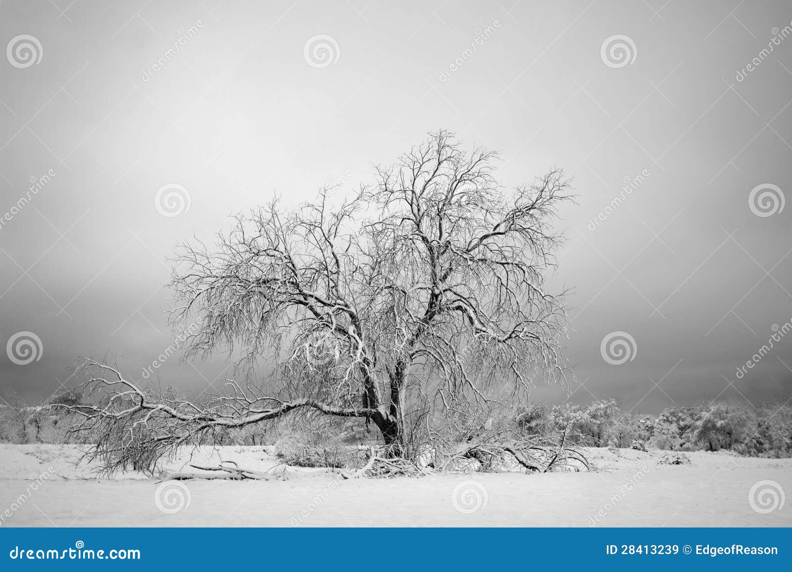 Old Tree in Winter stock image. Image of cold, space - 28413239
