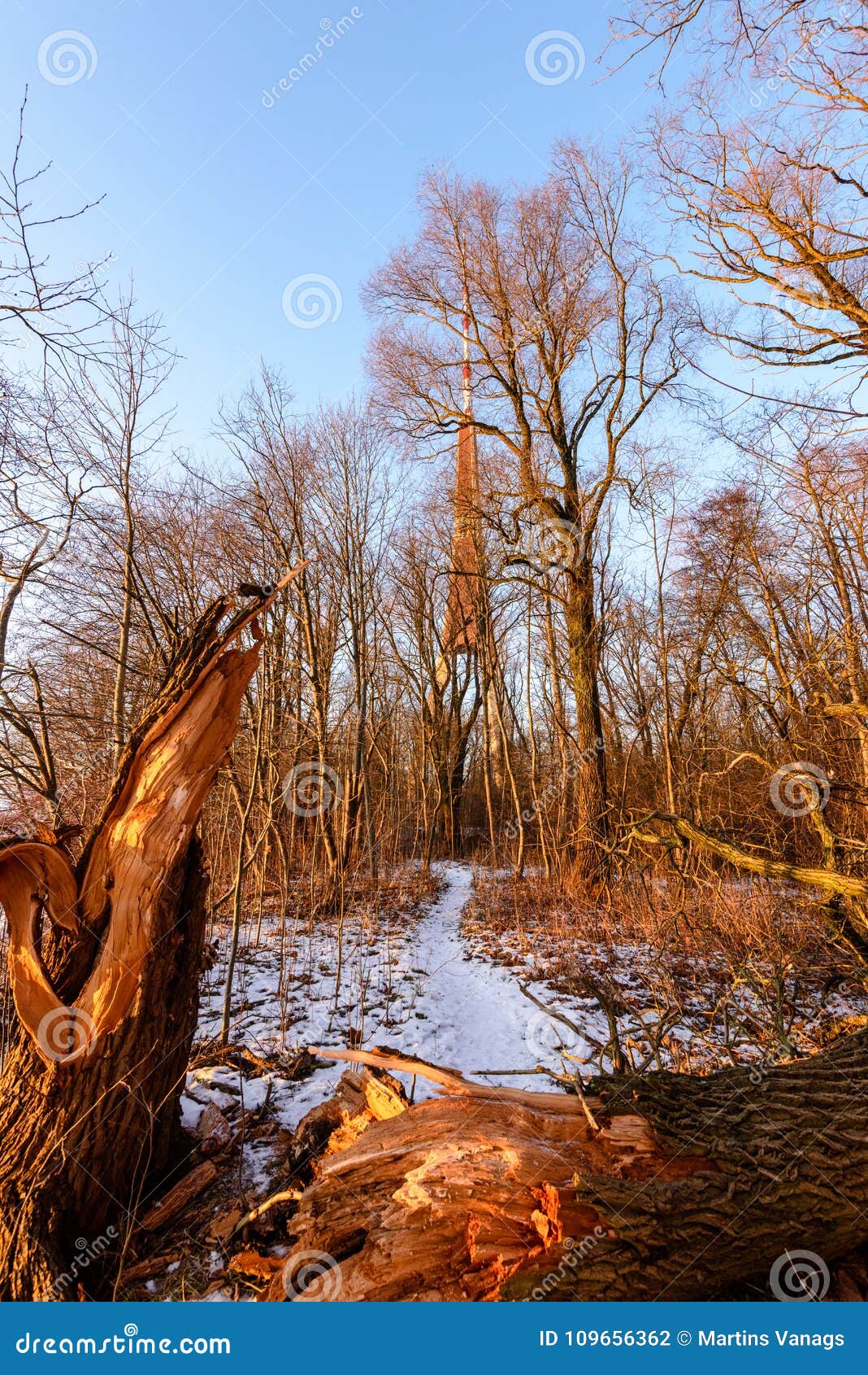 Old Tree in Winter Landscape Stock Photo - Image of snow, evening ...