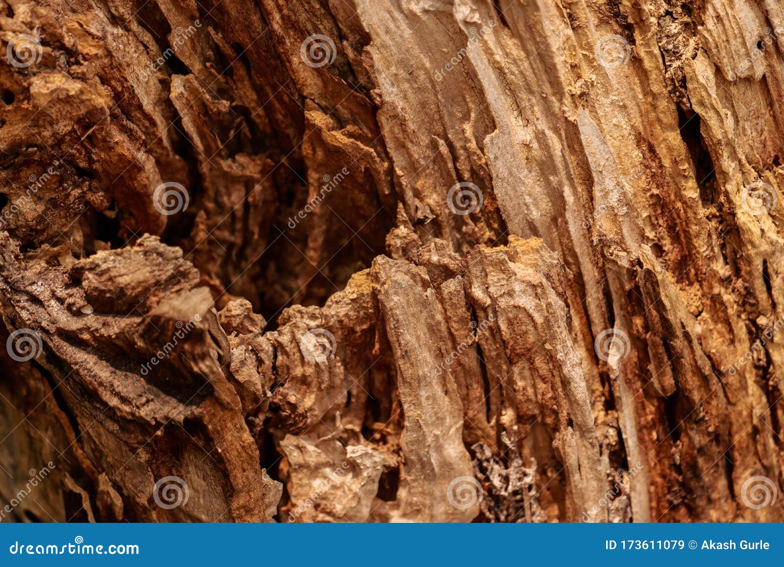 Old Tree Wood Texture Background Royalty-Free Stock Photography ...