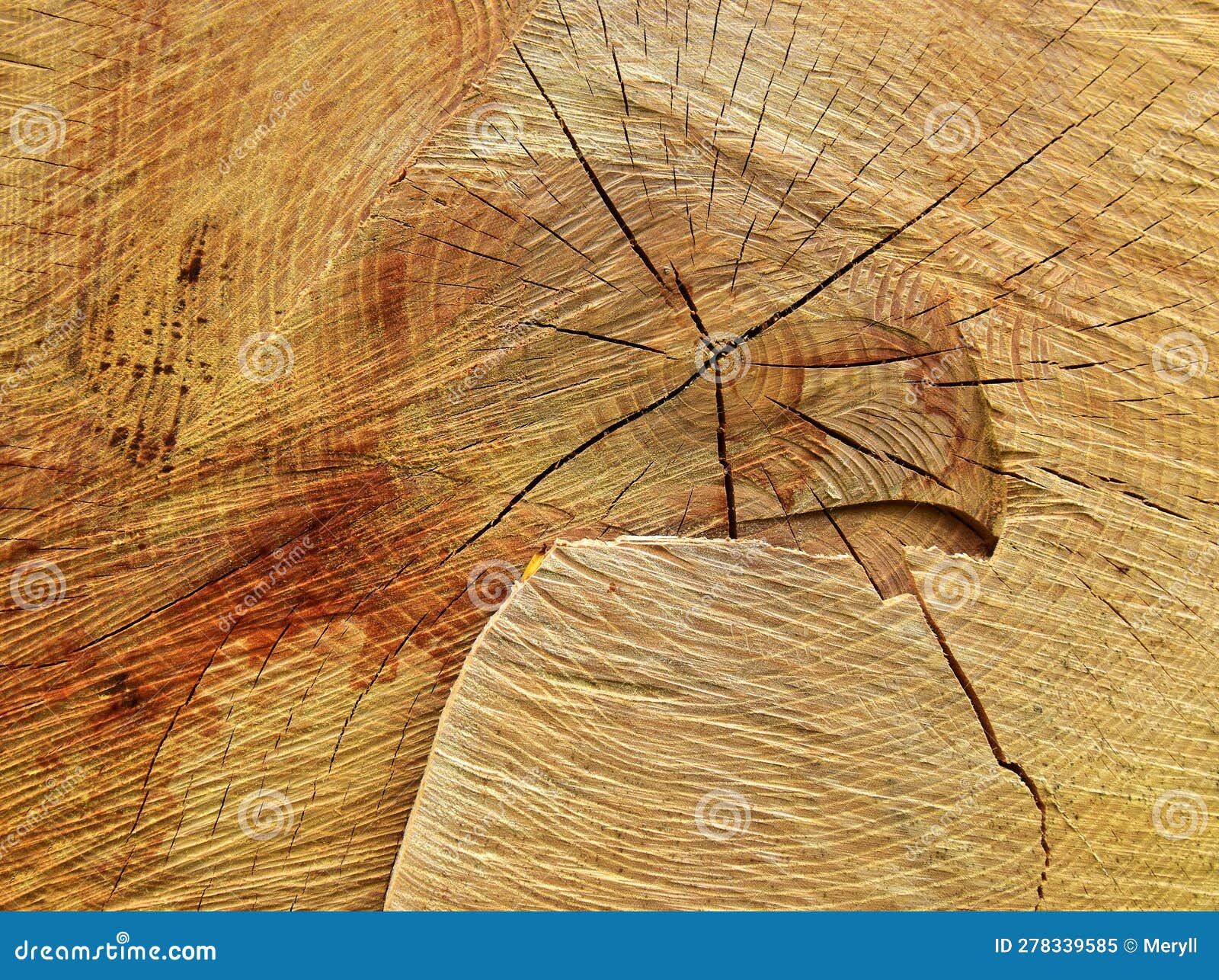 Old Tree Wood Texture on Cutted Trunk Stock Image - Image of pattern ...