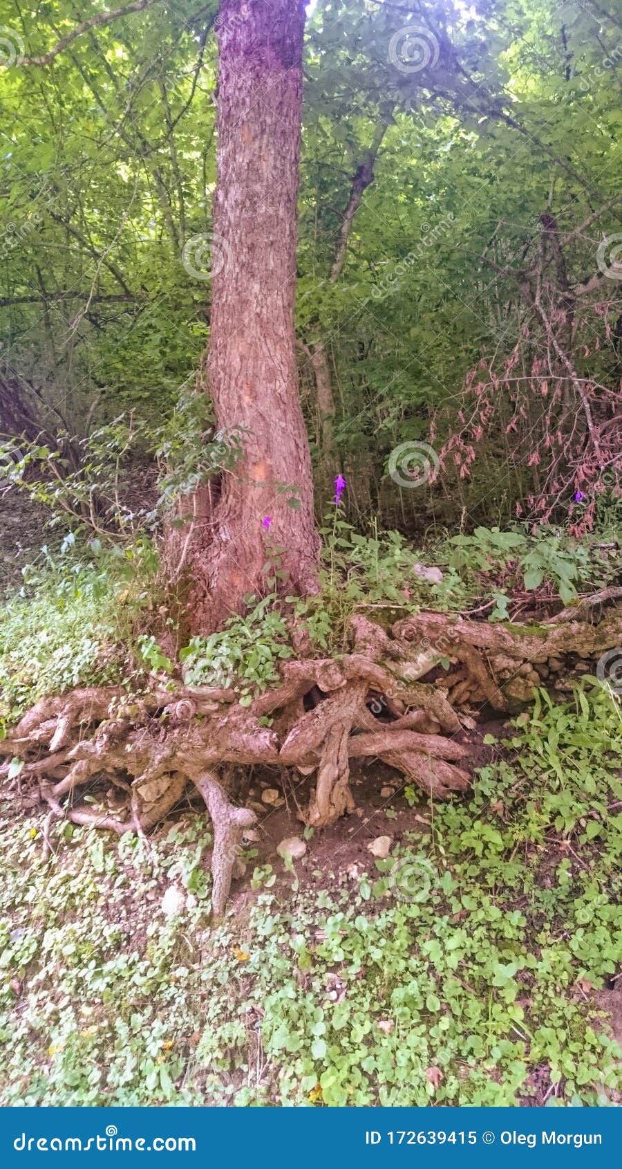 Old tree with woven roots stock image. Image of trees - 172639415