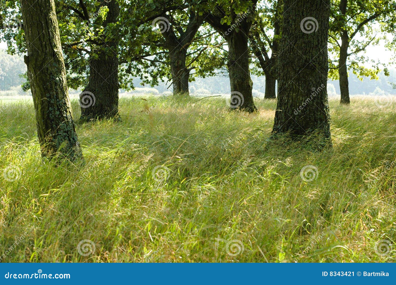 Old trees stock image. Image of green, leaves, forest - 8343421