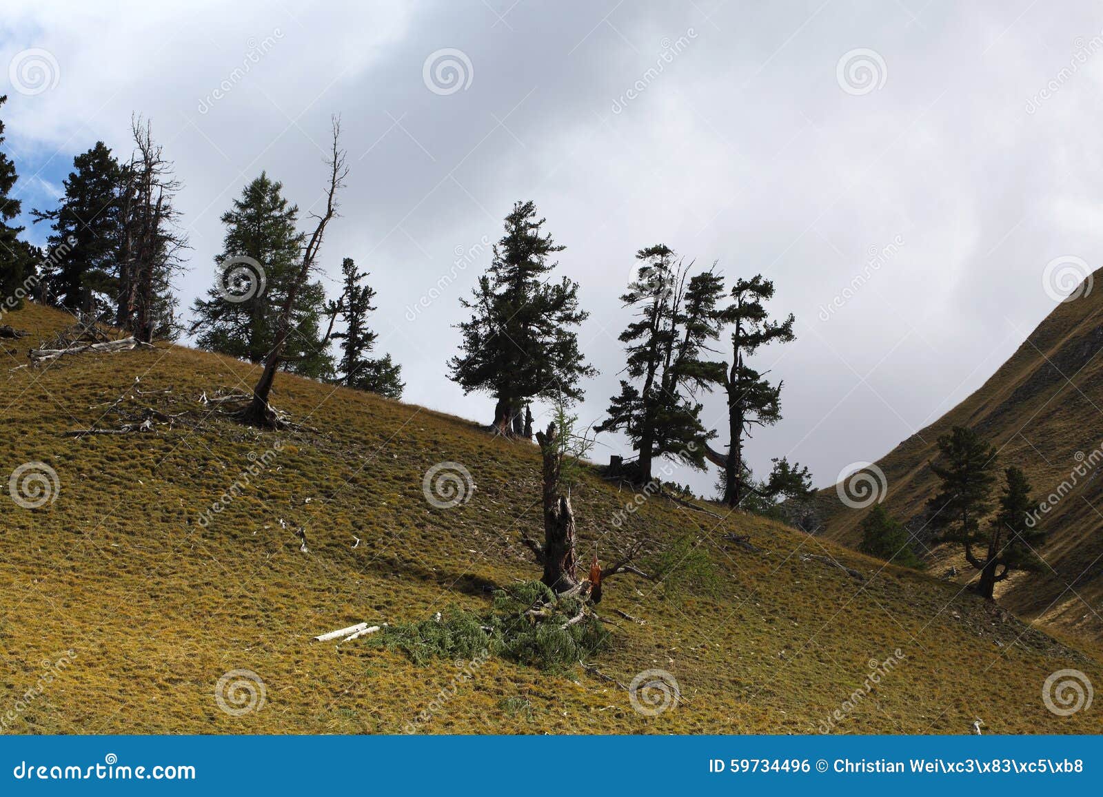 Old Trees on Alpine Grassland Stock Photo - Image of national, hiking ...