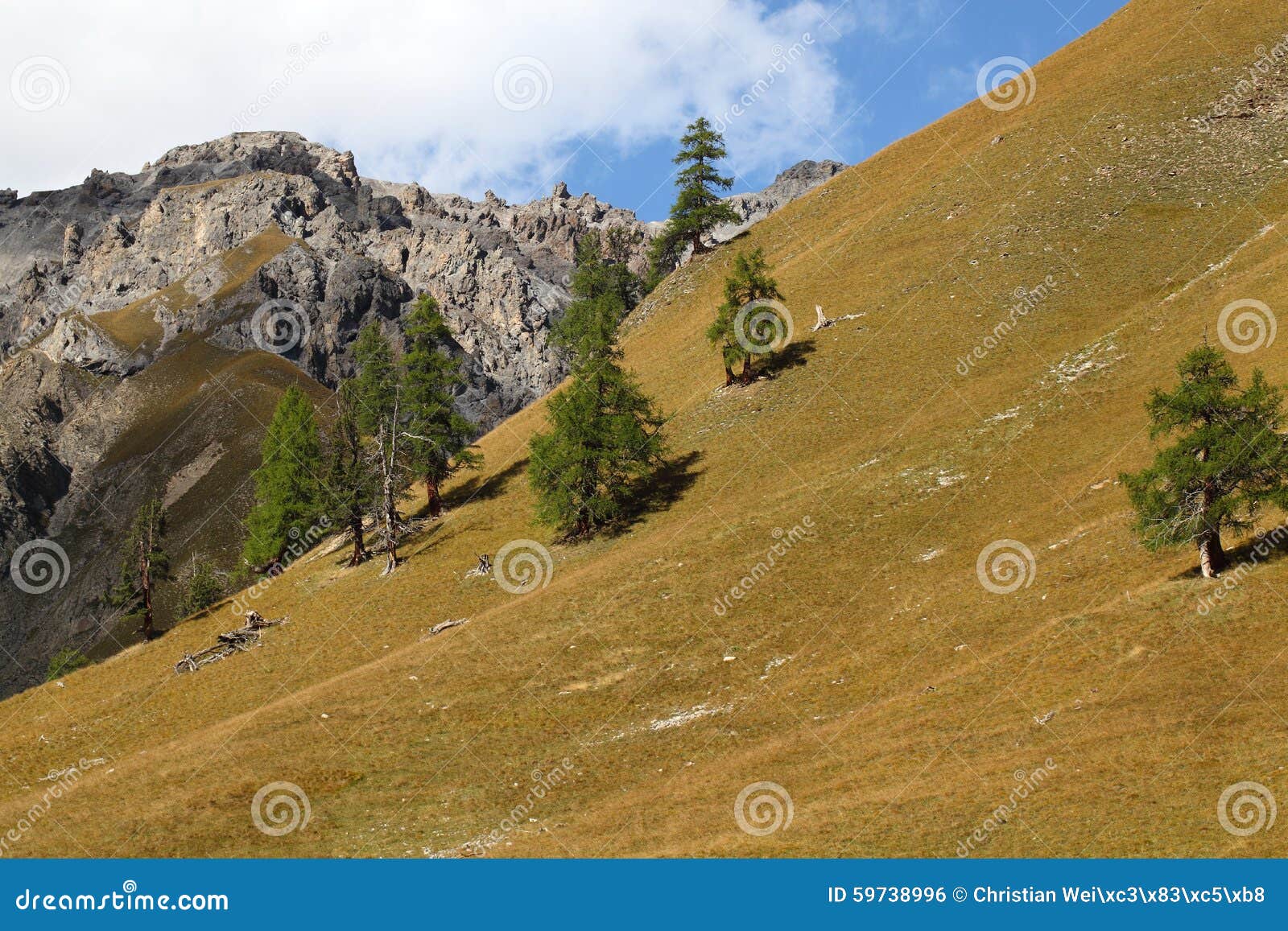 Old Trees on Alpine Grassland Stock Photo - Image of hiking, engadine ...