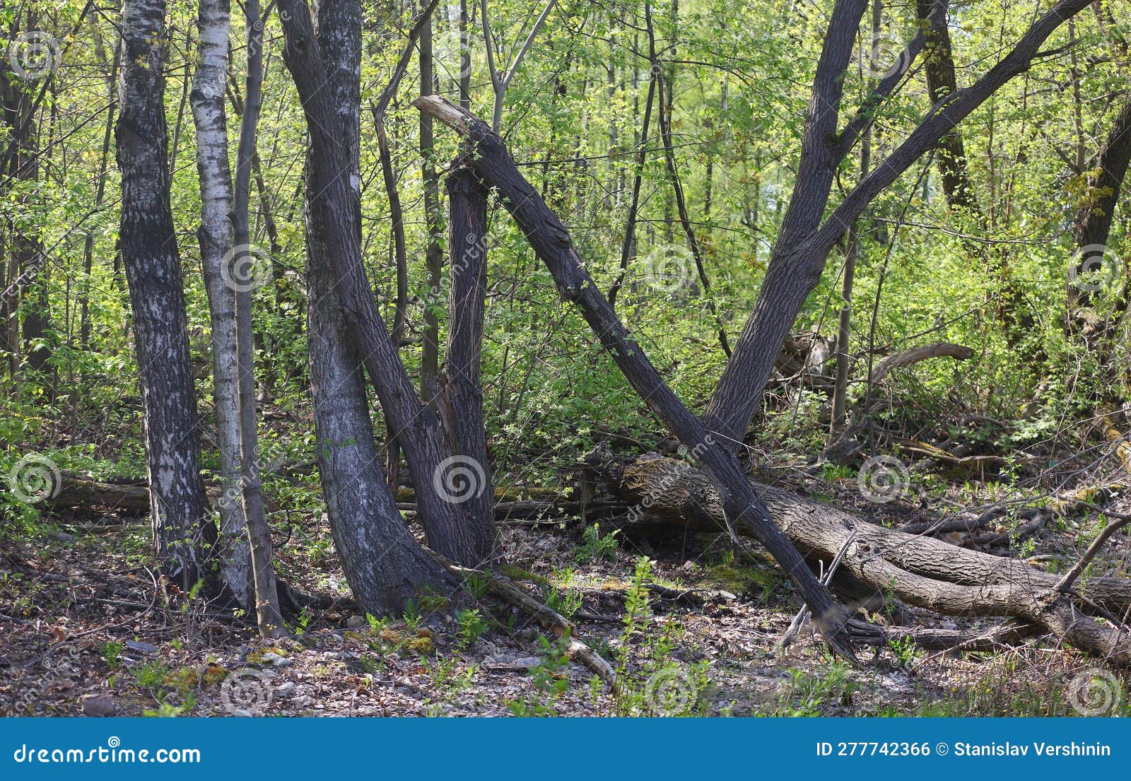 Old Trees Broken and Felled by the Wind in the Forest Stock Photo ...