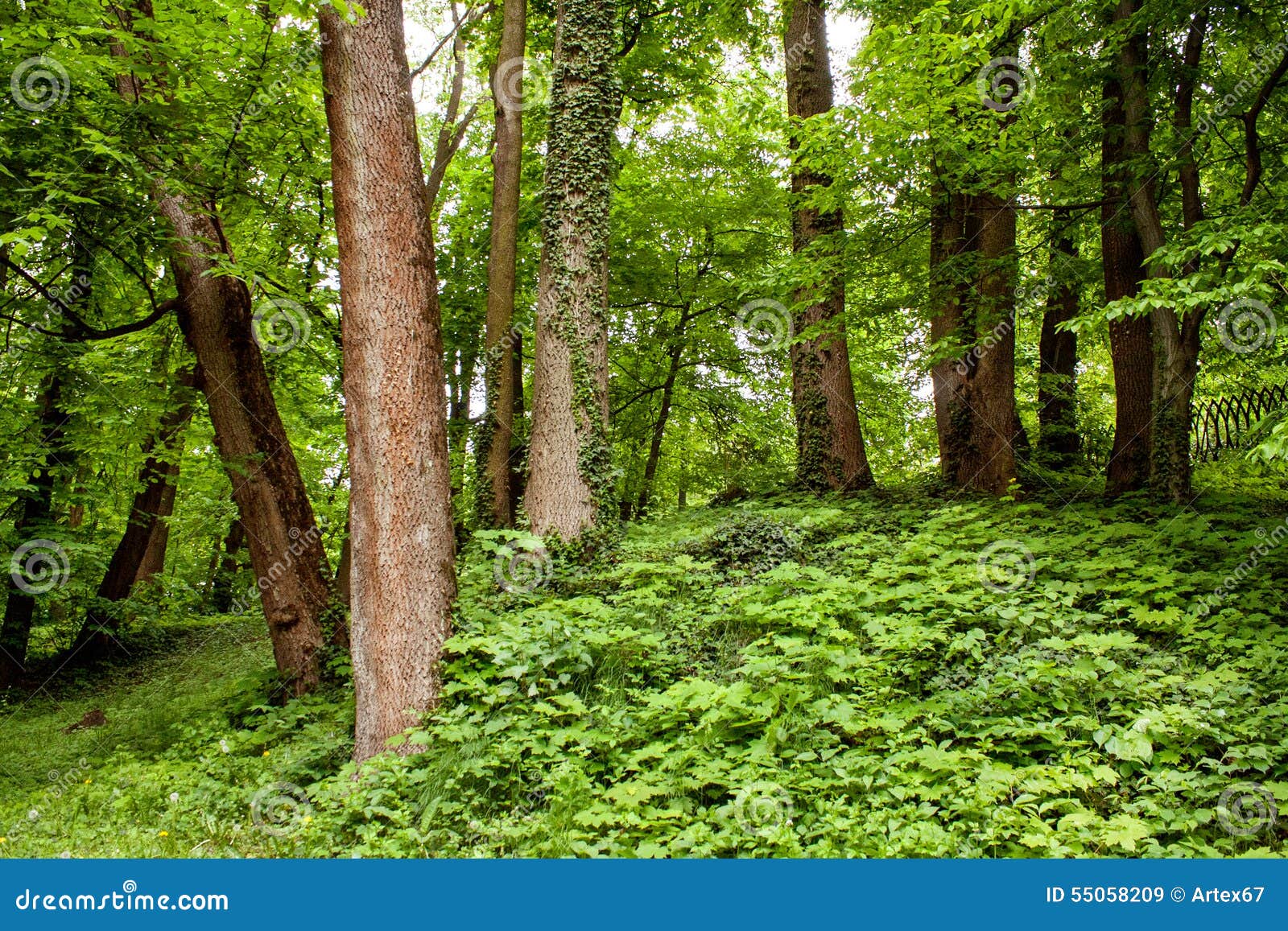 Old Trees in the Bush of the Parkf Stock Image - Image of light ...