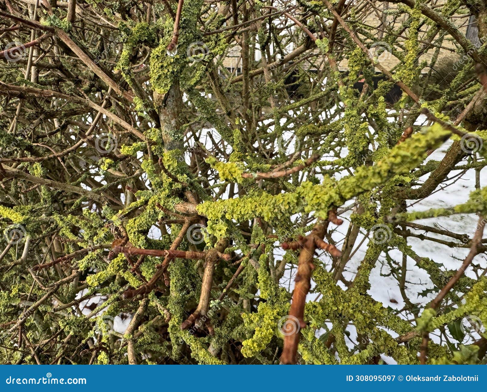 Old Trees and Bushes Covered with Moss Stock Image - Image of nature ...