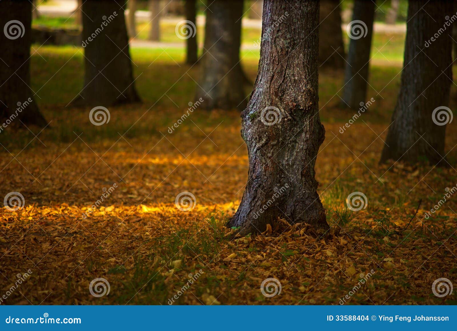 Old trees in early autumn stock photo. Image of beautiful - 33588404