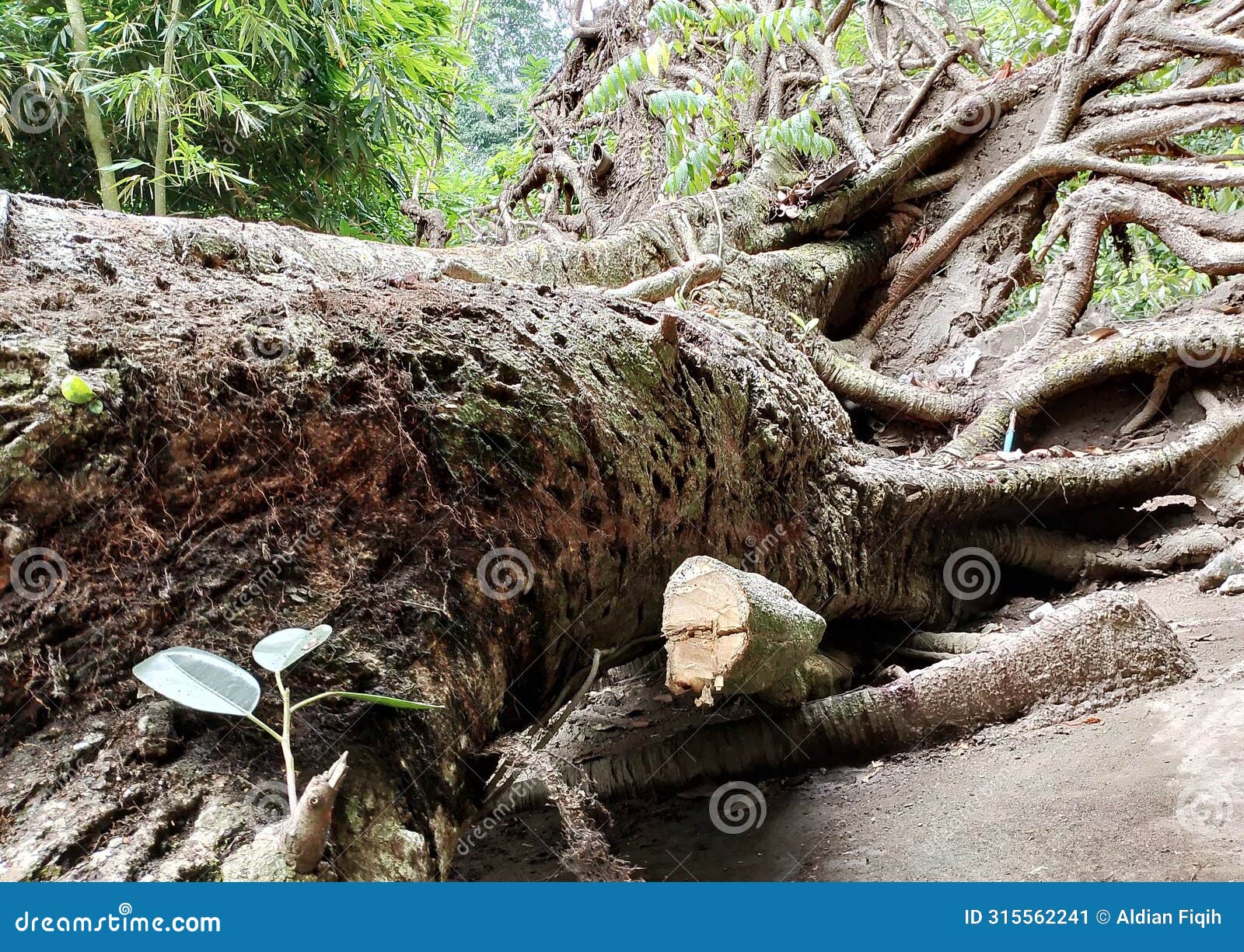 Old Trees Fall in Forest Has Been 100 Years Ago Stock Image - Image of ...