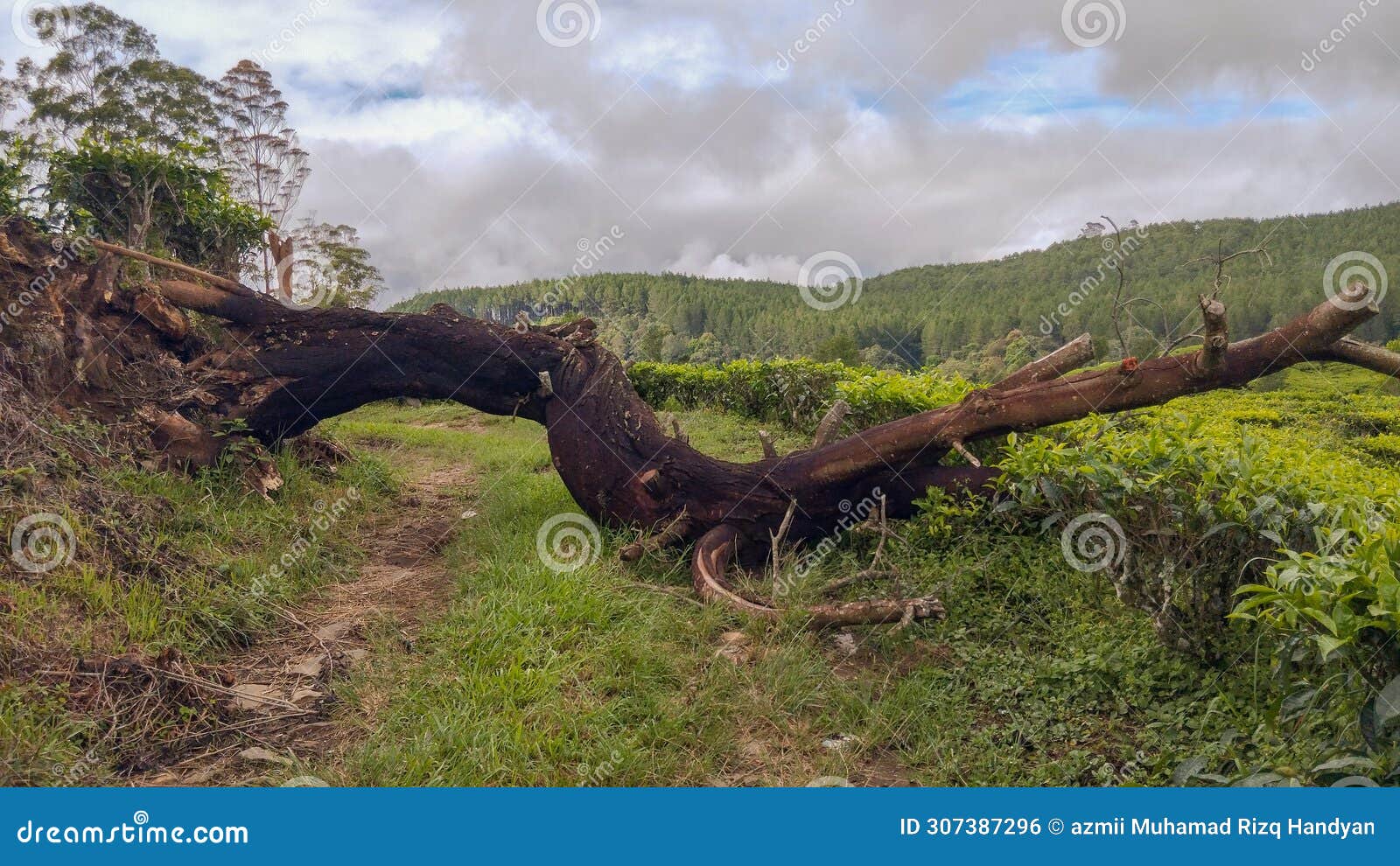 Old Trees Fell Around Tea Plantations Stock Photo - Image of ...