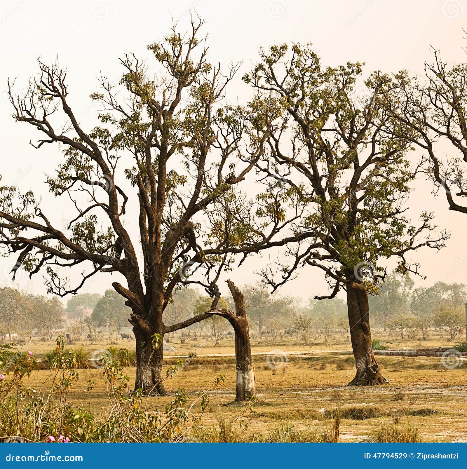 Old trees in field stock image. Image of forest, upward - 47794529