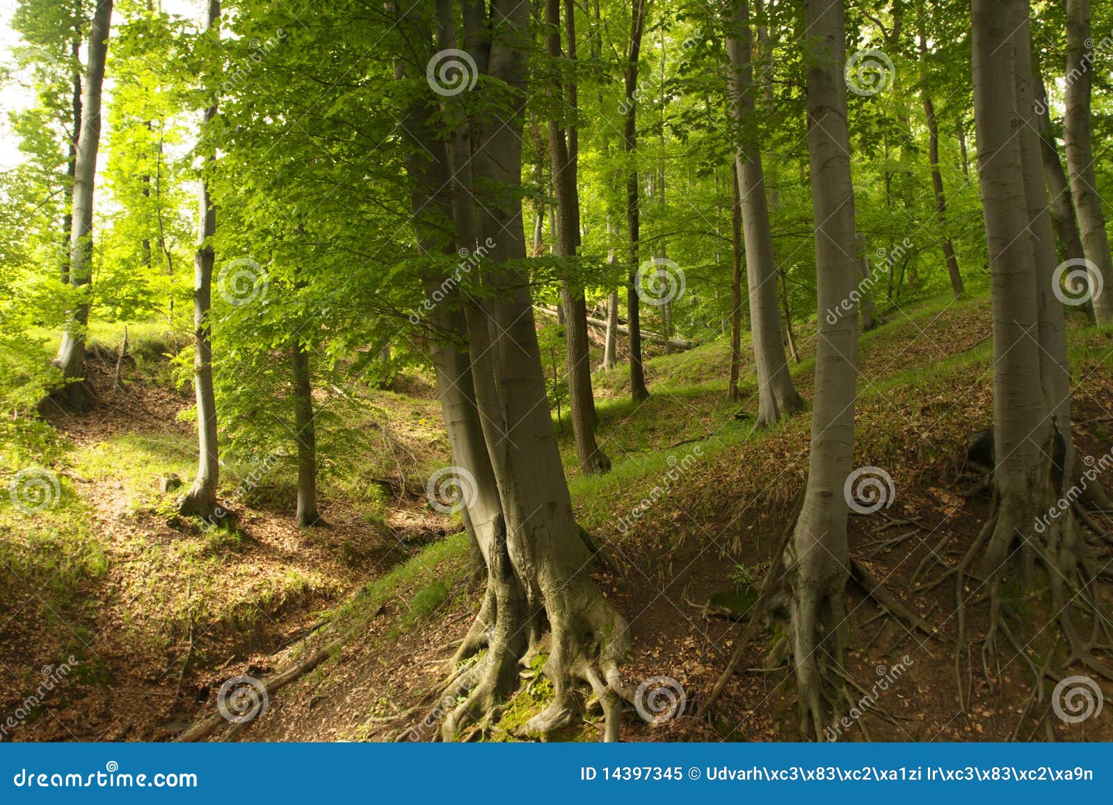 Old Trees In The Forest Picture. Image: 14397345
