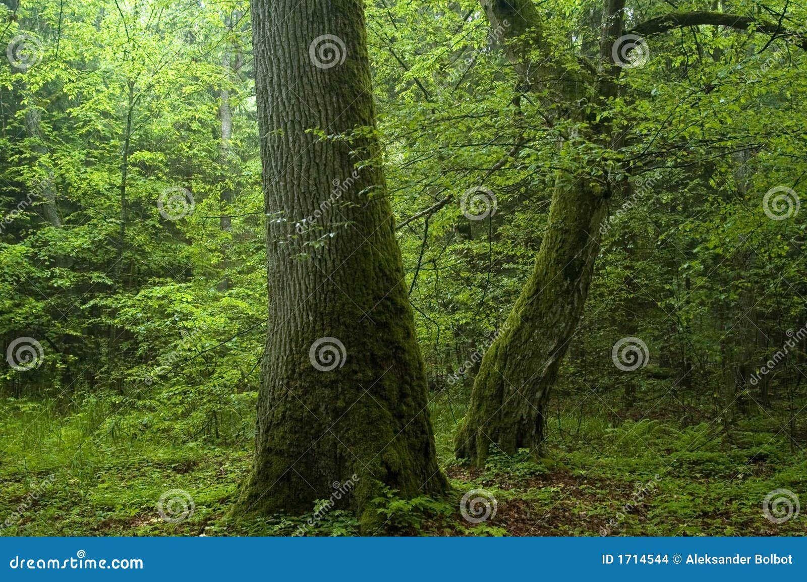 Old trees in the forest stock photo. Image of trunk, woods - 1714544