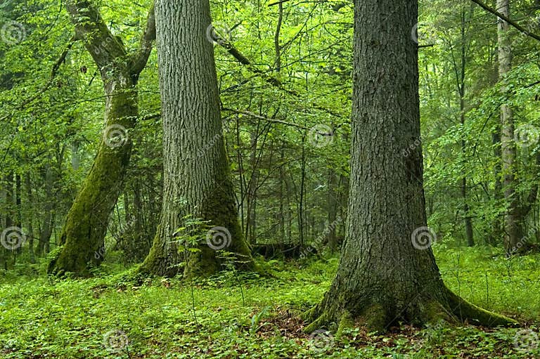 Old trees in the forest stock photo. Image of primeval - 1751228