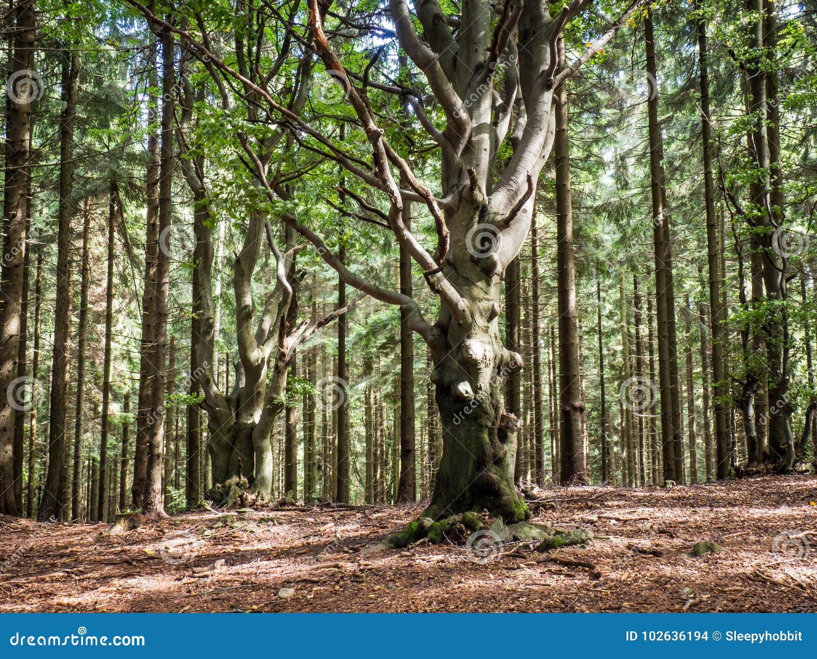 Old trees in the forest stock photo. Image of outdoor - 102636194