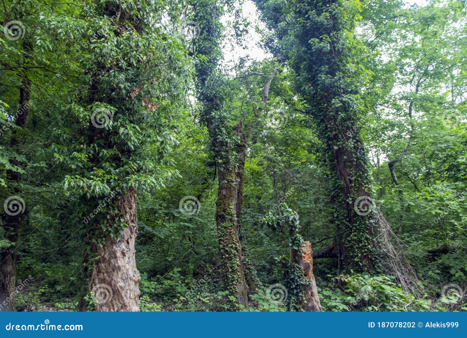 Old Trees in the Forest Covered with Howling Plants Stock Photo - Image ...