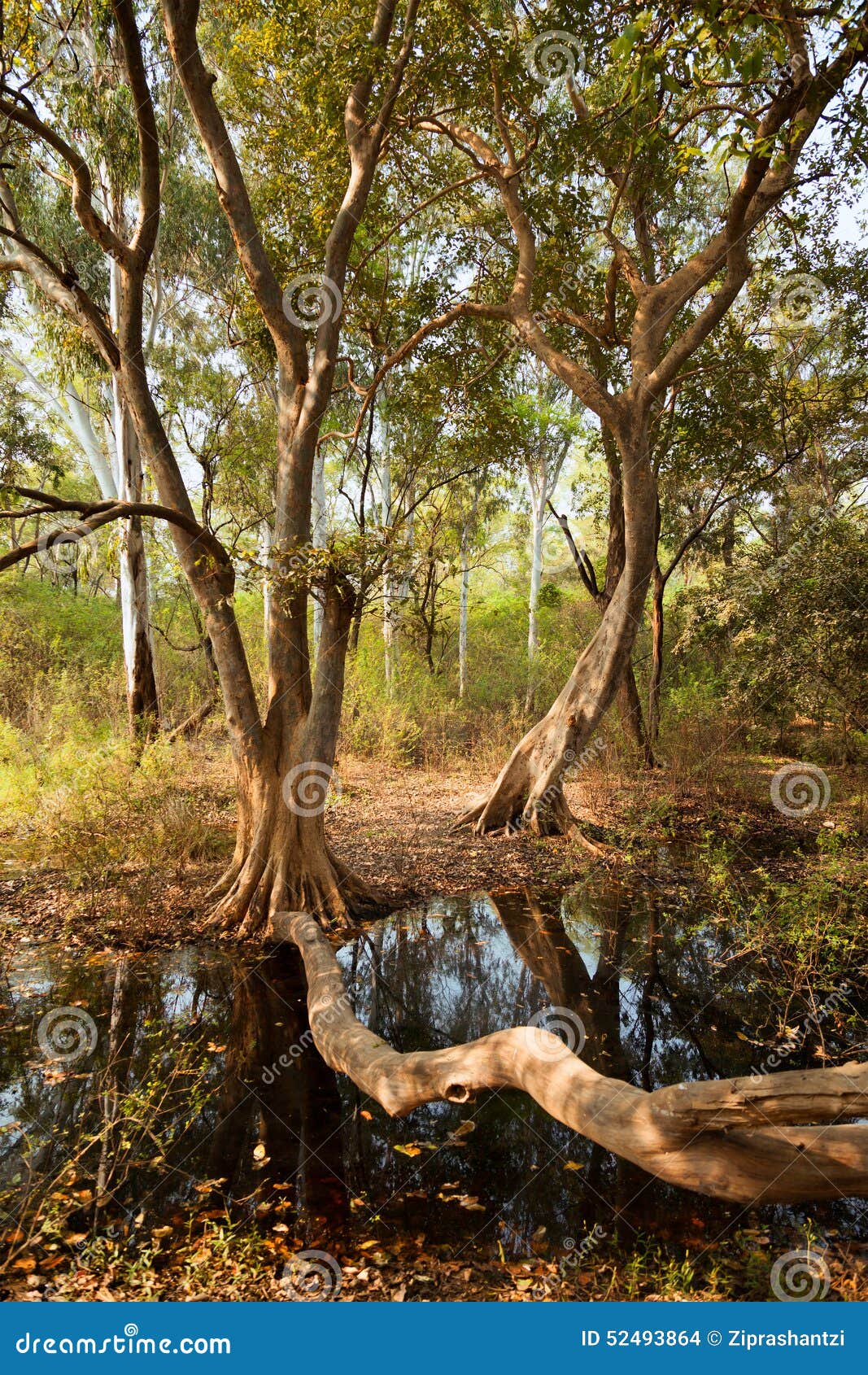 Old Trees in the Forest with Dirty Water Stock Photo - Image of ...