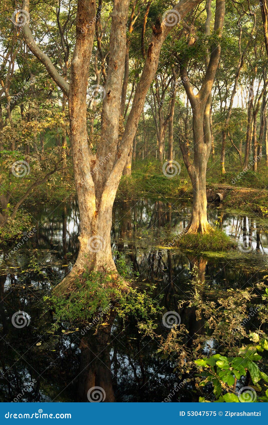 Old Trees in the Forest with Dirty Water Stock Image - Image of trees ...