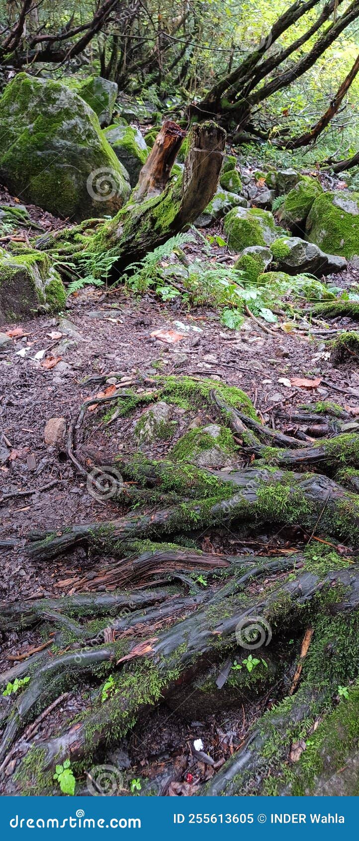 Old Trees in Forest with Horror Look. Stock Image - Image of plant ...