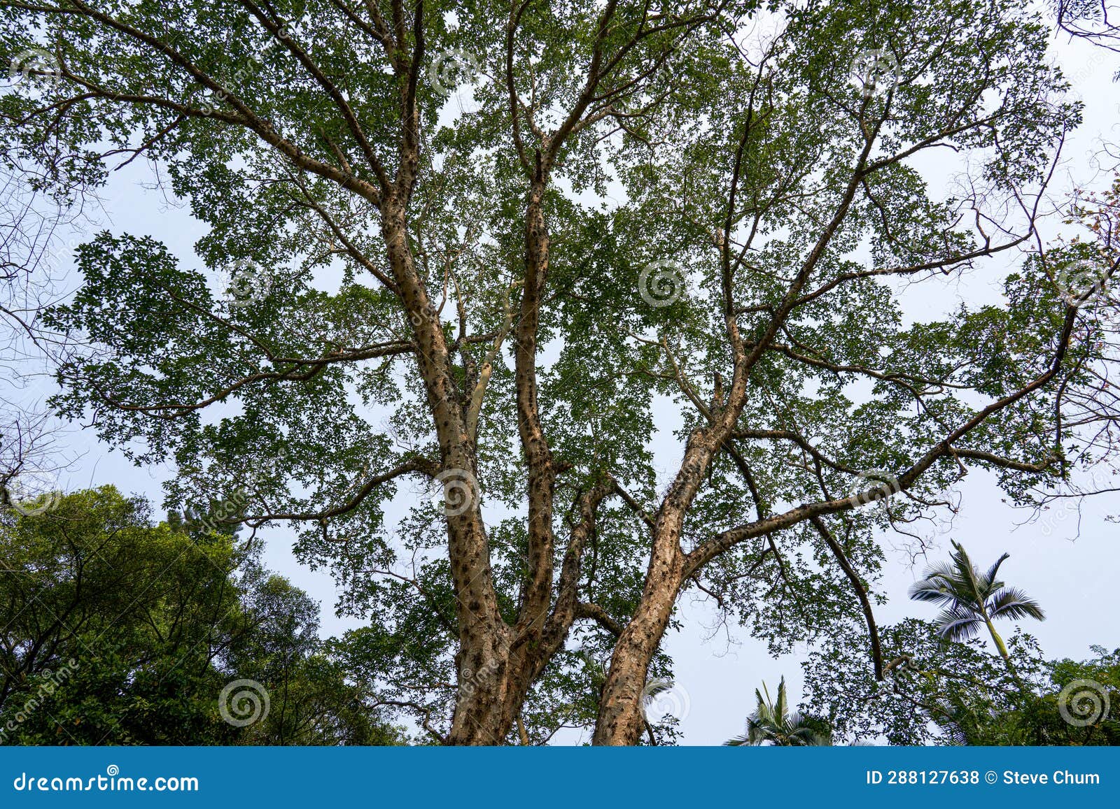 Old Trees Growing in Forest Park Stock Photo - Image of beautiful ...