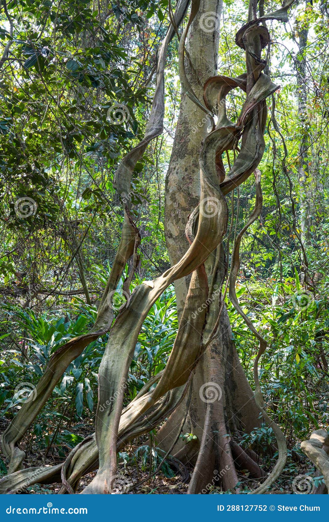 Old Trees Growing in Forest Park Stock Photo - Image of wilderness ...