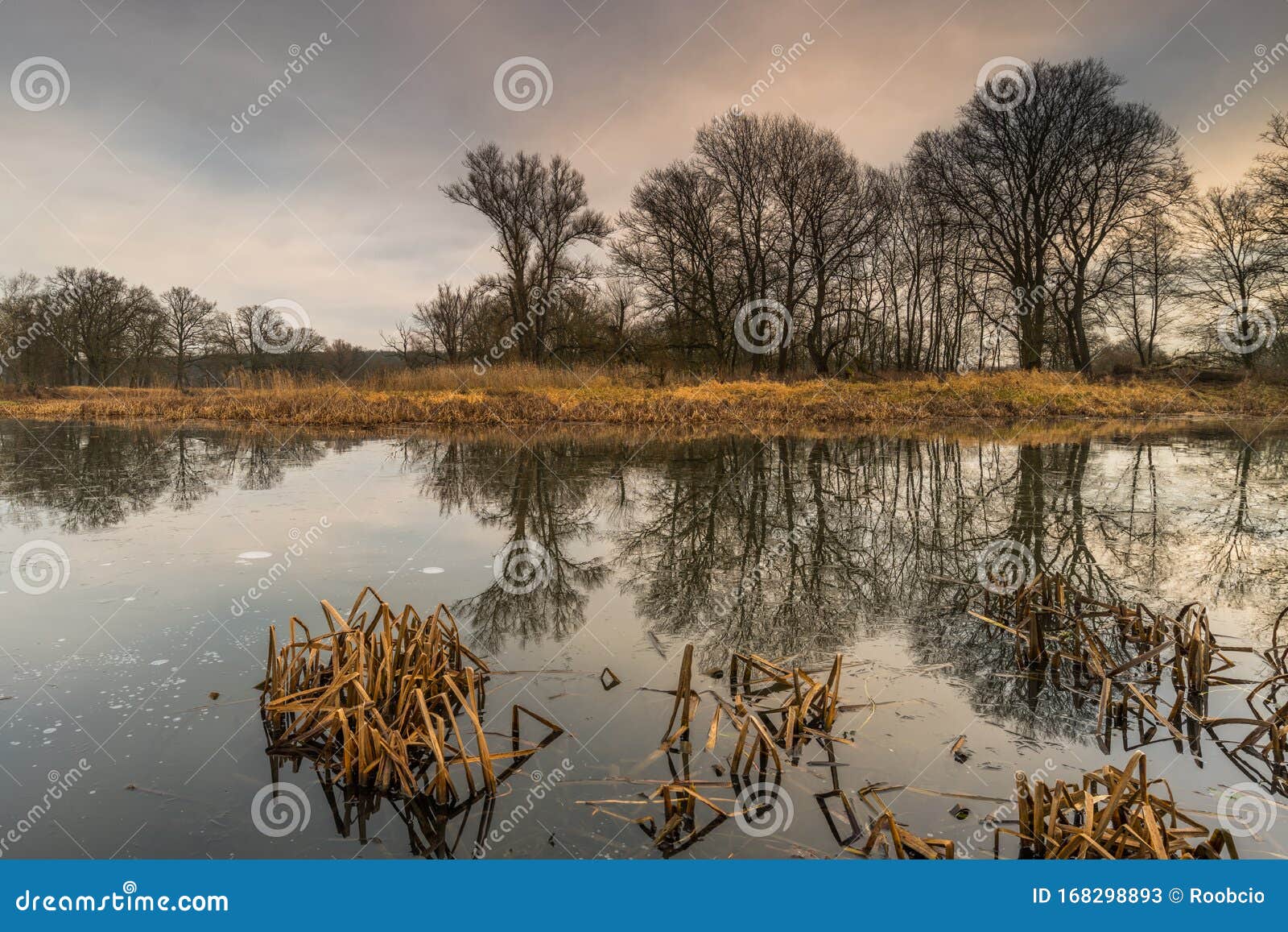 Old Trees in the Morning in Rogalin. Landscape of Rogalin Park. Stock ...