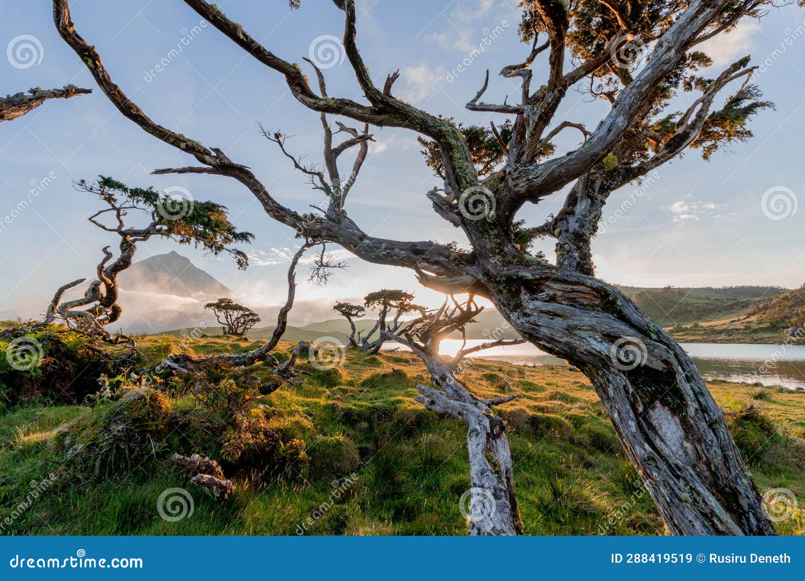 Old trees natural stock image. Image of natural, forest - 288419519