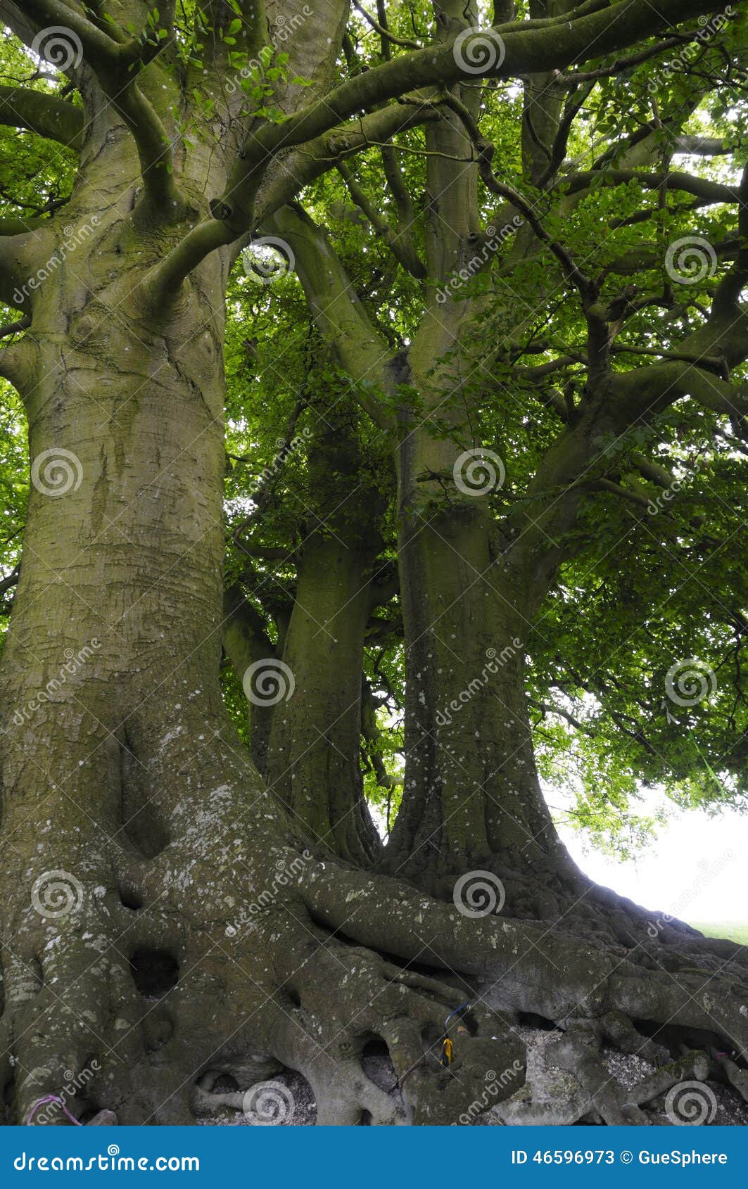 Old Trees, Old Roots stock image. Image of park, great - 46596973