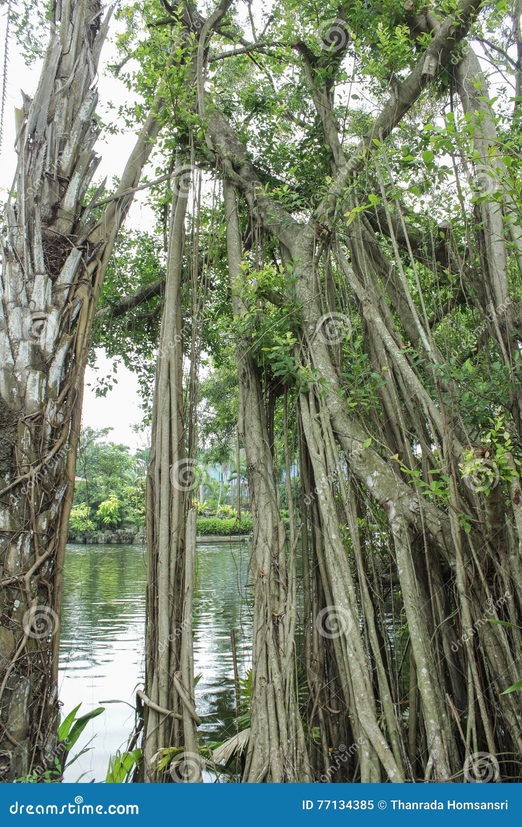 Old Trees Overgrown with Lianas Stock Image - Image of woods ...