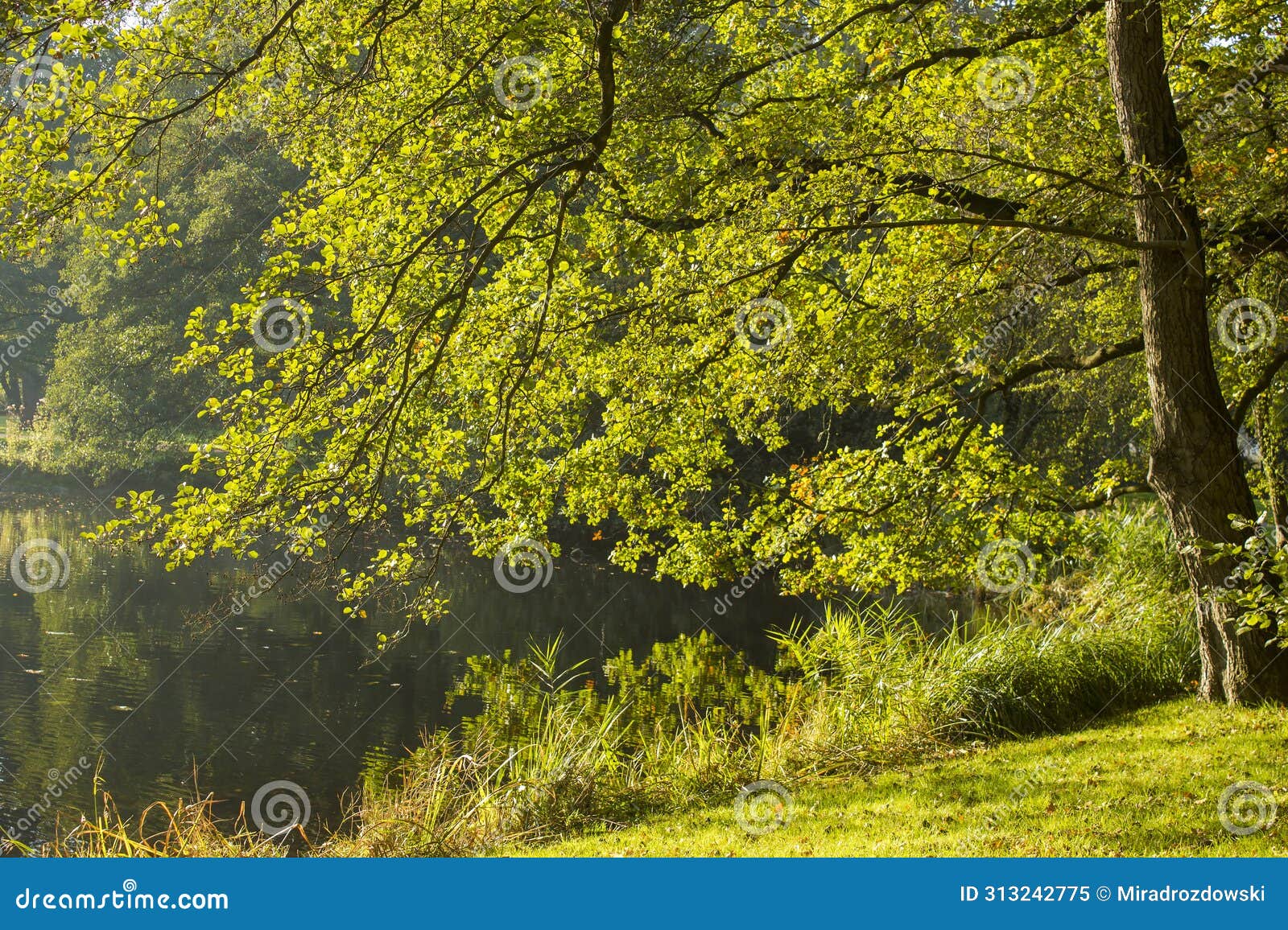 Old Trees in the Park, Castle Moyland, Germany Stock Image - Image of ...