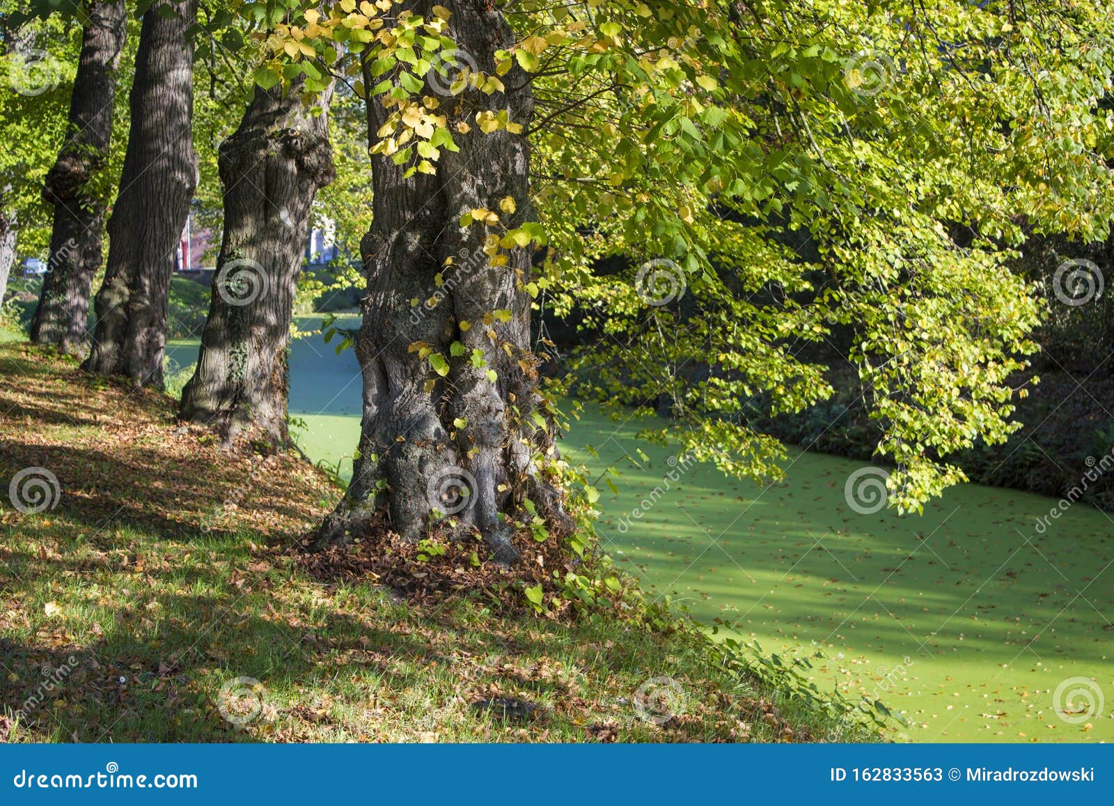 Old Trees in the Park, Castle Wissen, Germany Stock Image - Image of ...