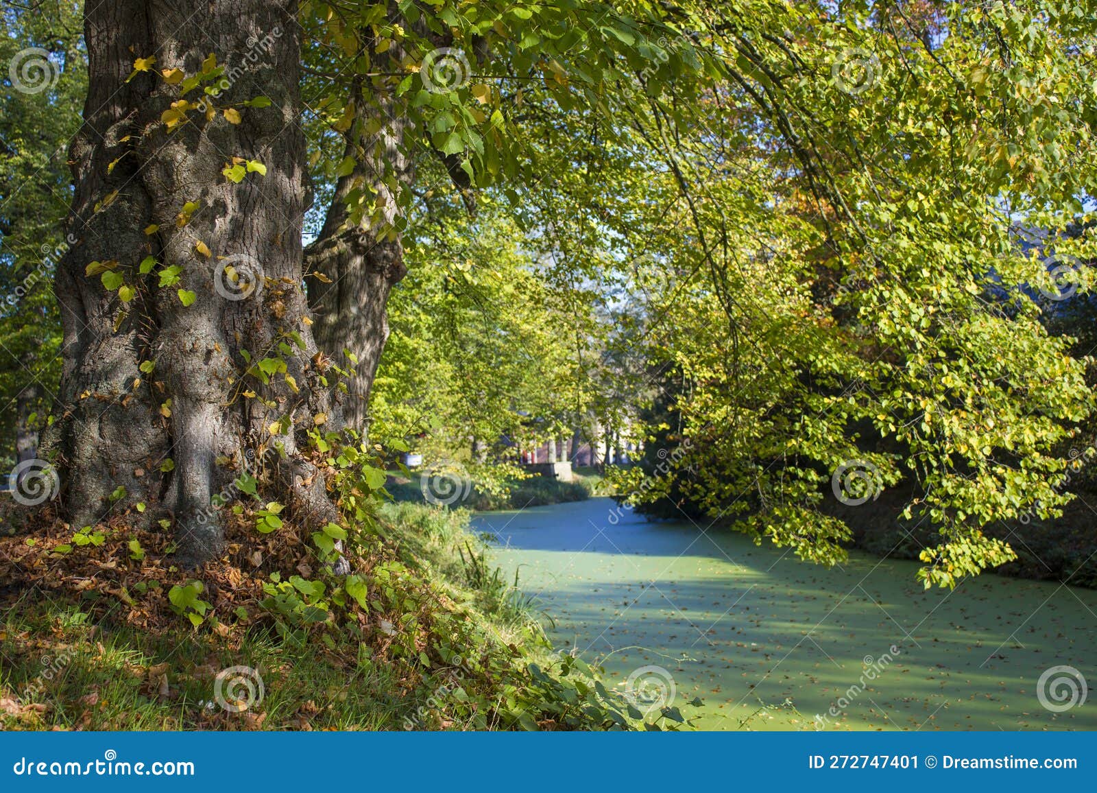 Old Trees in the Park, Castle Wissen, Germany Stock Image - Image of ...