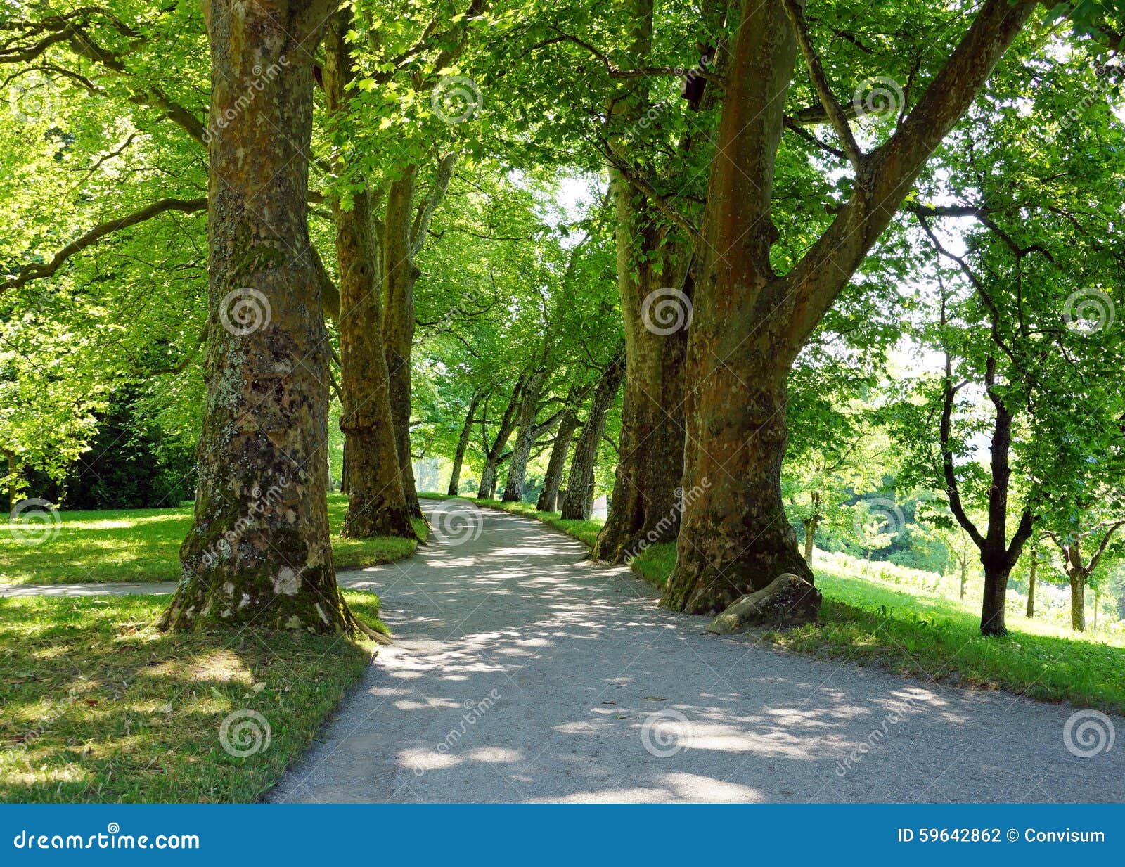 Old Trees in a Park in Summer Stock Photo - Image of scenery, greenery ...