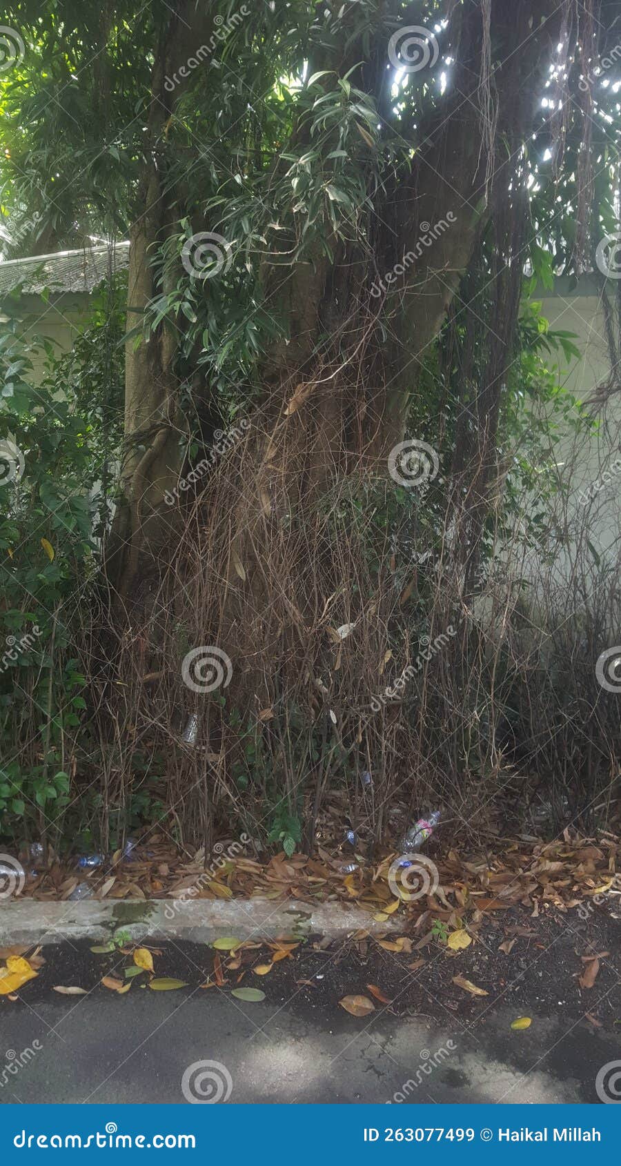 Dirty Old Trees Root Environment Background Stock Image - Image of soil ...
