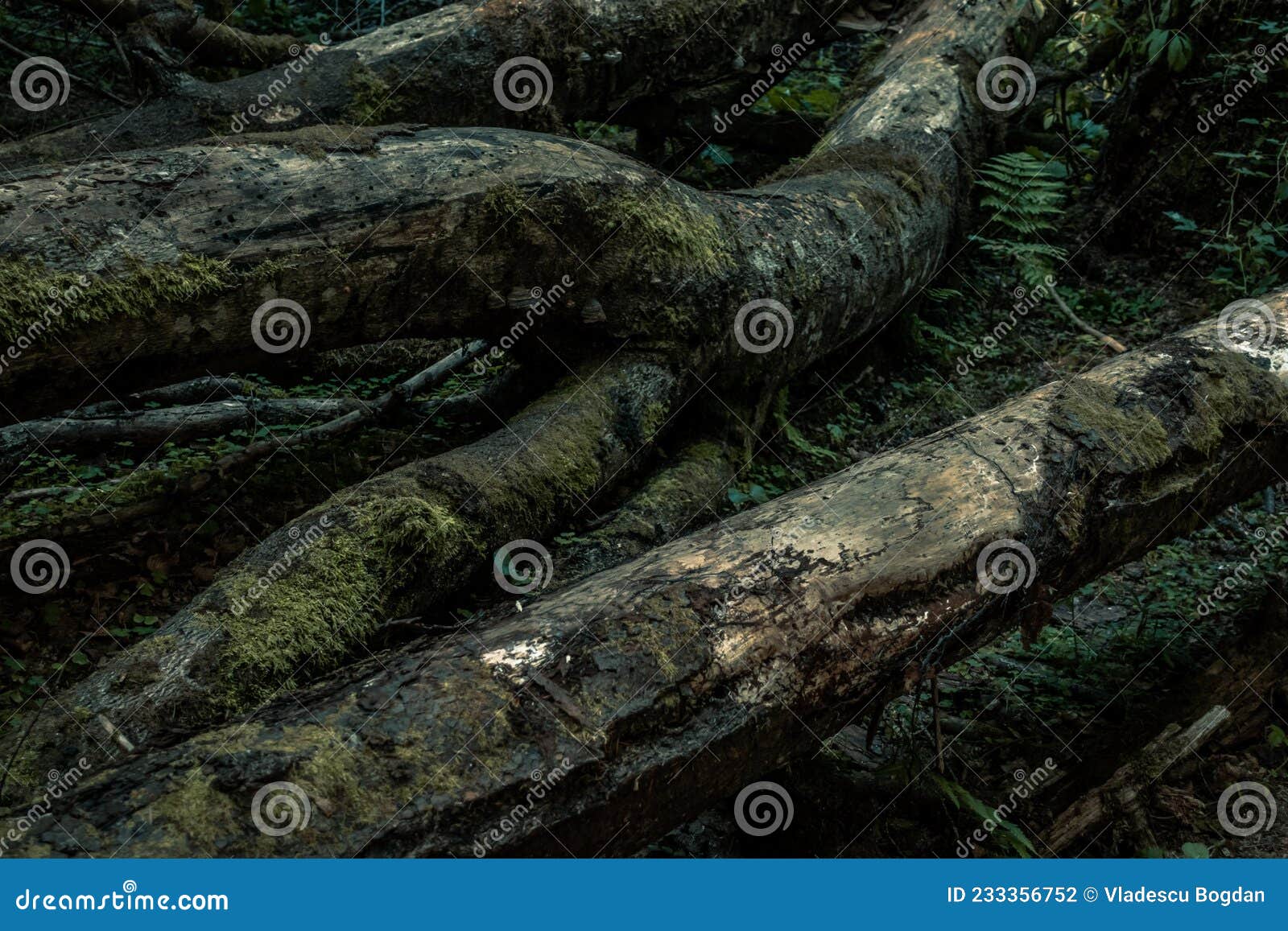 Old Trees in Secular Forest Slatioara, Romania Stock Photo - Image of ...