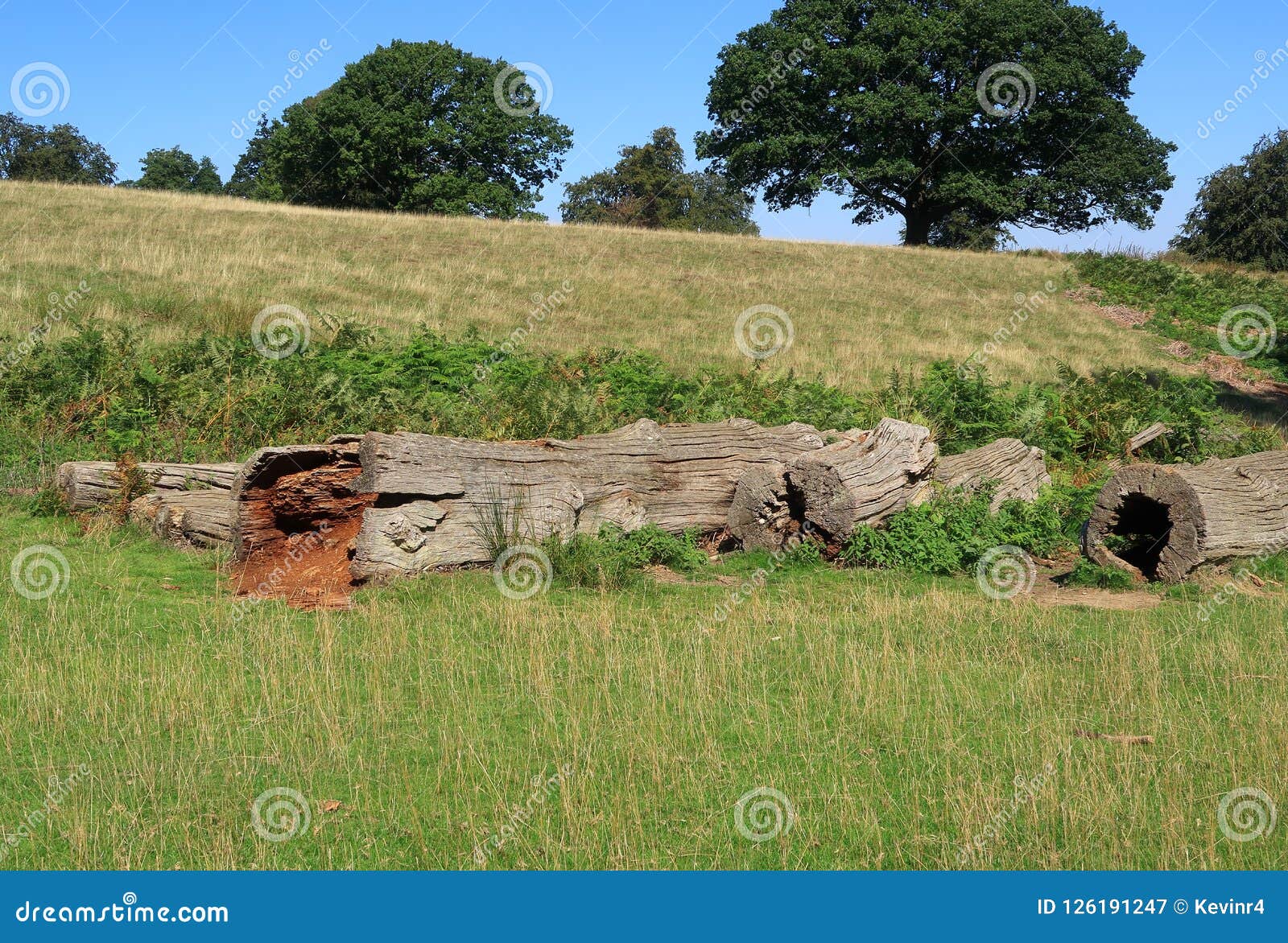 Old Trees in the Sevenoaks Countryside Stock Image - Image of nature ...