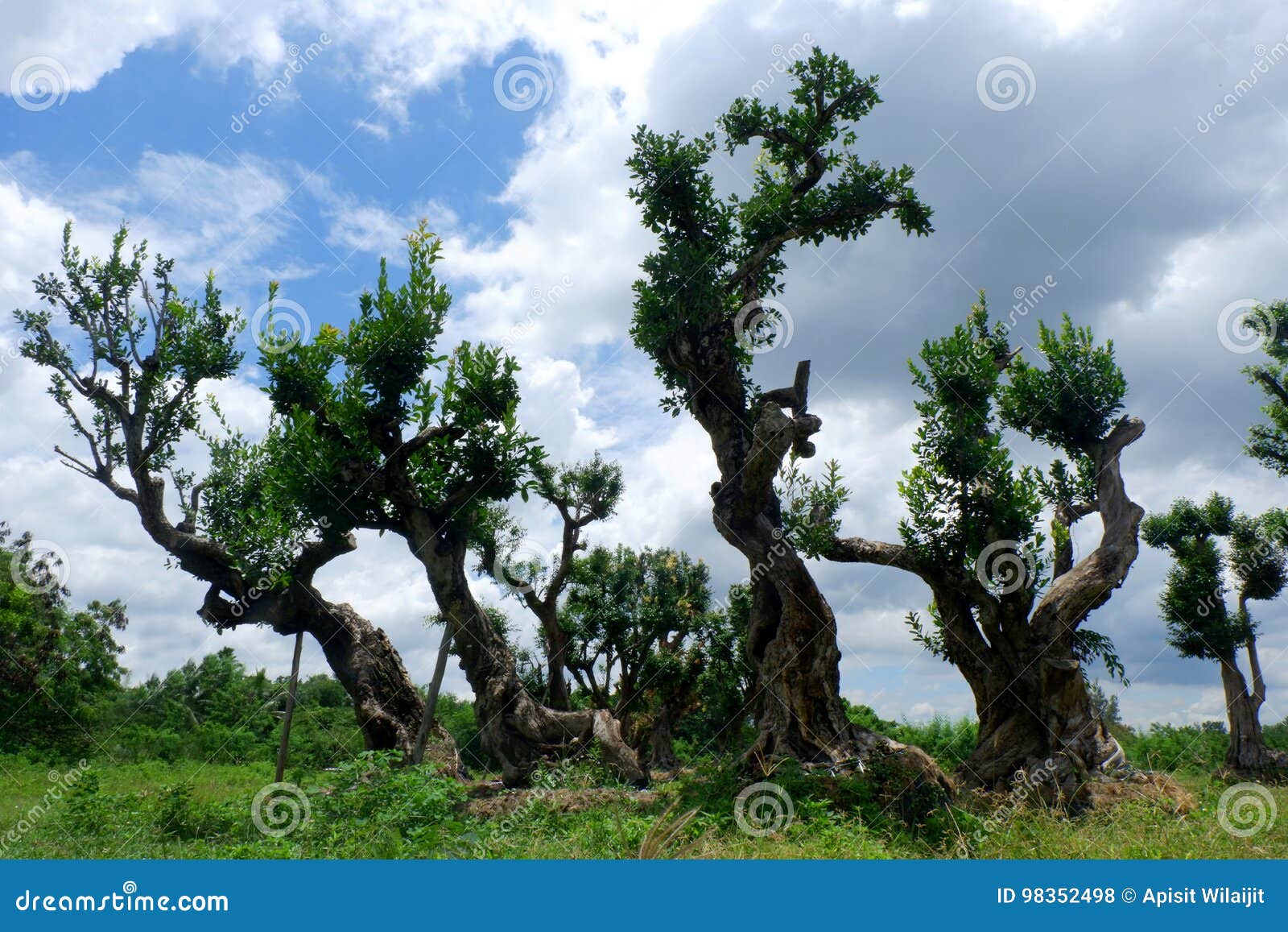 The Old Trees in Southeast Asia. Stock Photo - Image of rural, leaf ...