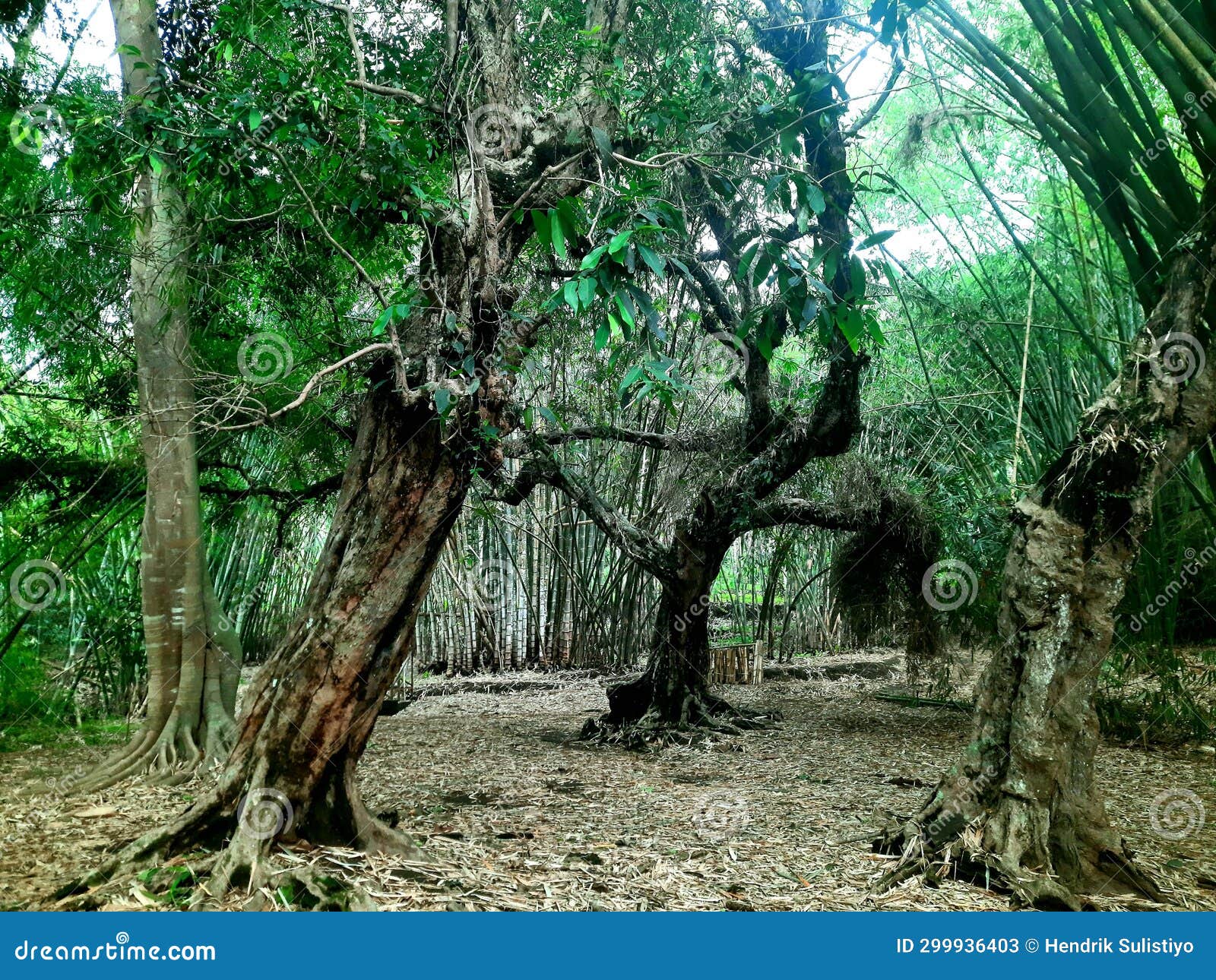 Old Trees are Surrounded by Bamboo Forests Stock Image - Image of ...