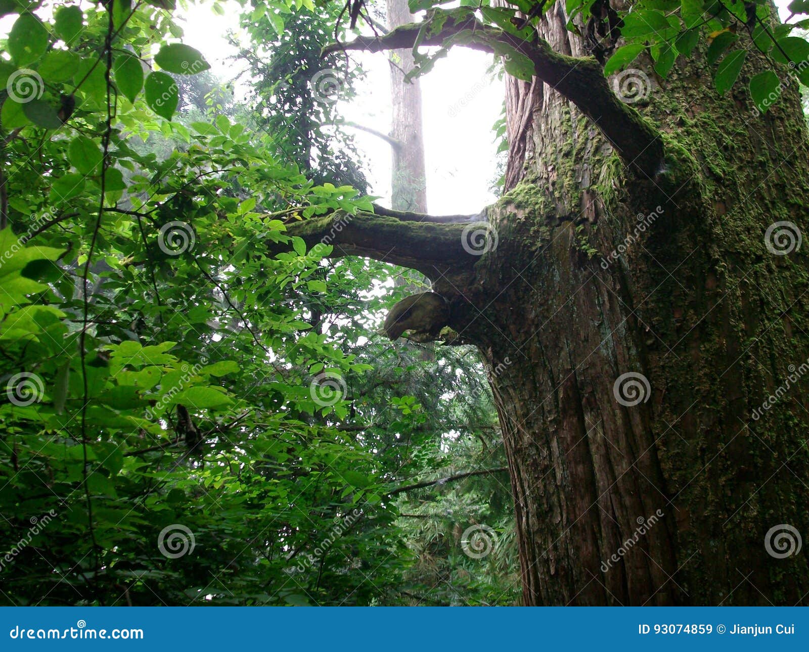 Old Trees in Tianmu Mountain Stock Image - Image of area, mountain ...