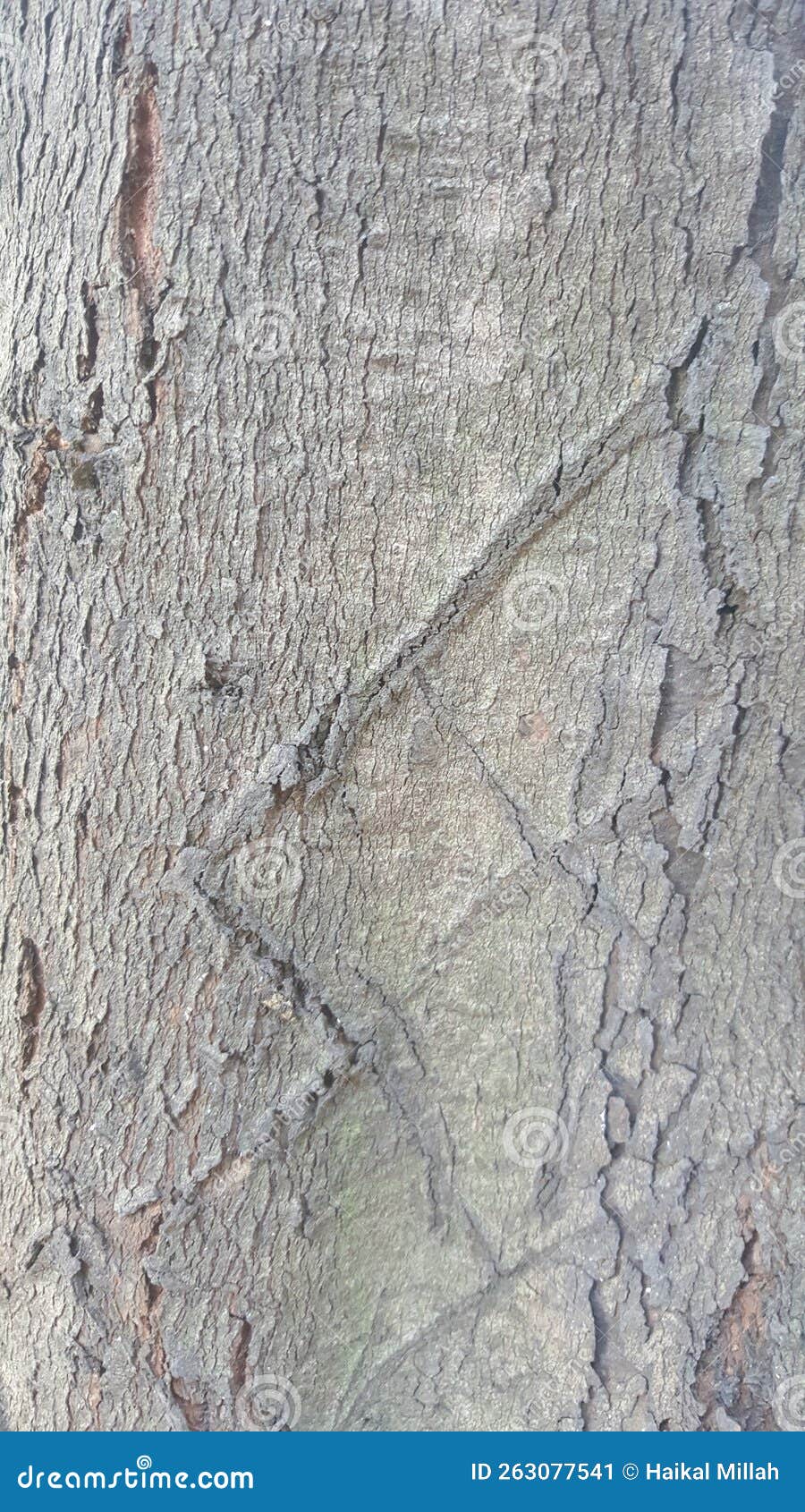 Old Trees Trunk Texture Photo Background Stock Image - Image of ...