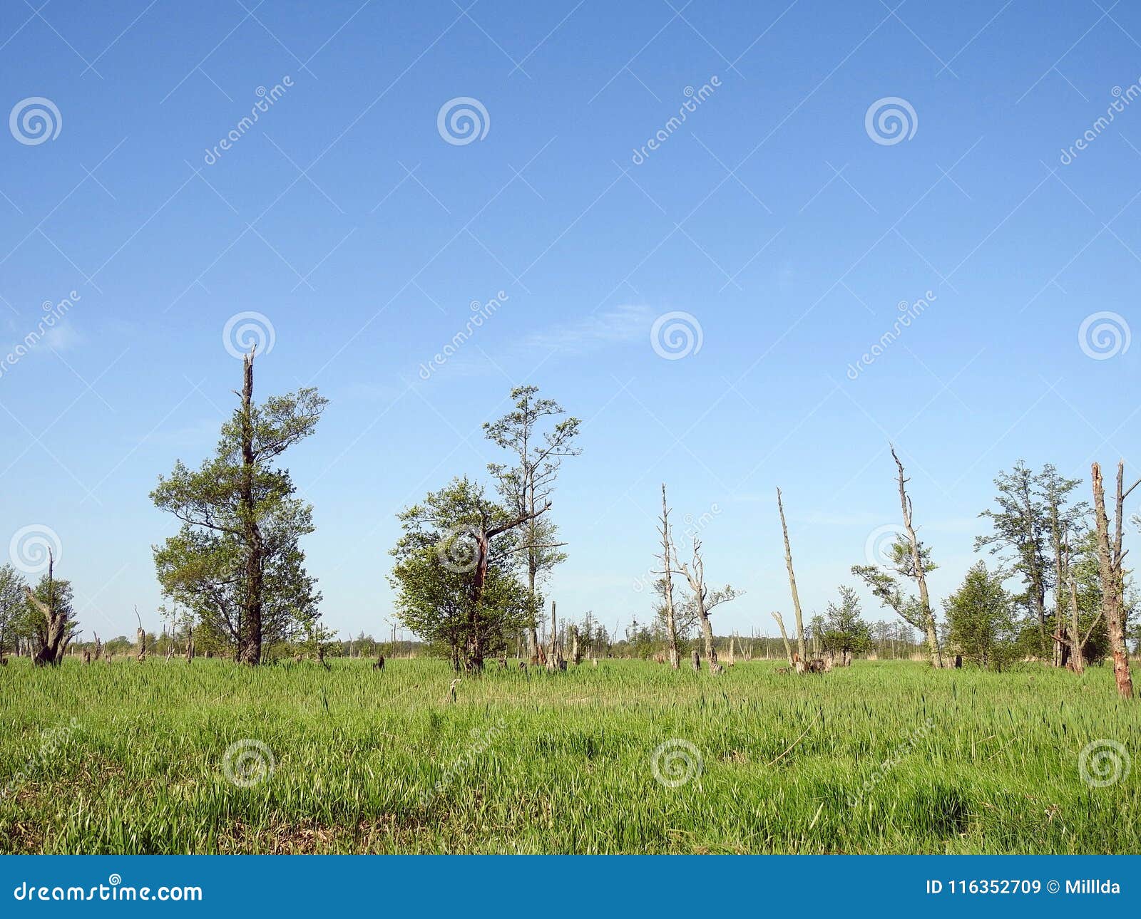 Old Trees in Swamp, Lithuania Stock Image - Image of background, swamp ...