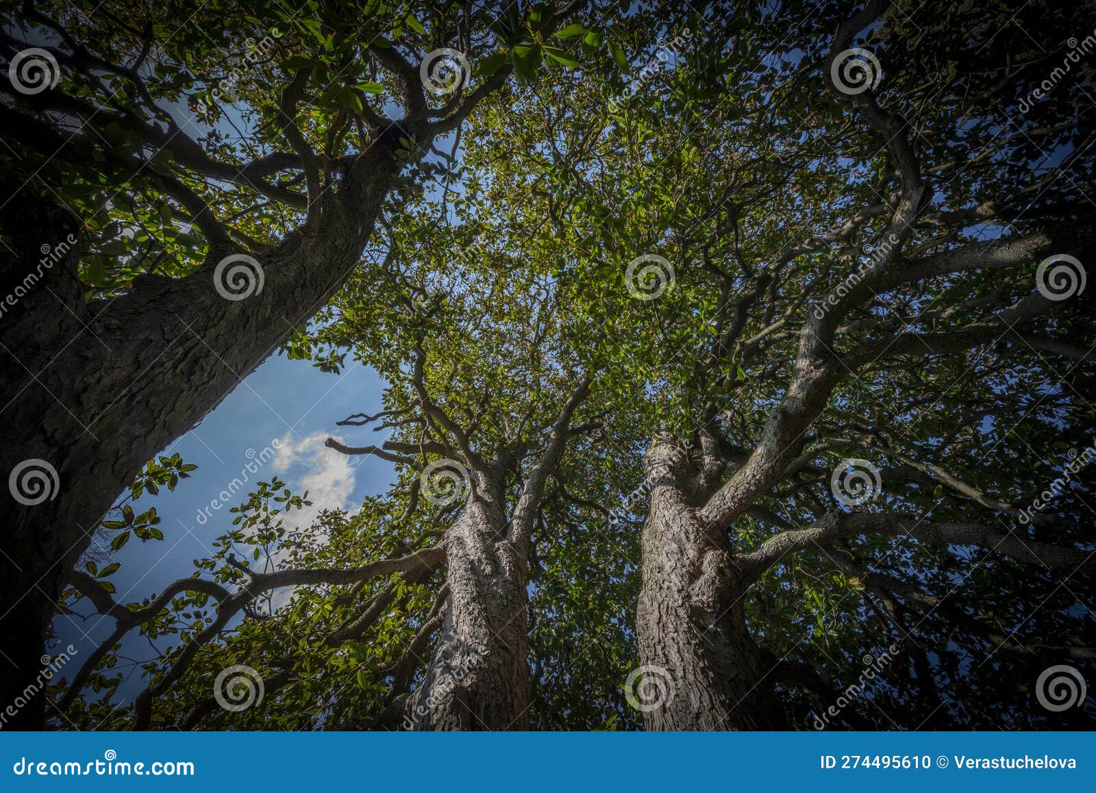 Old Trees - View from Below into the Treetops Stock Photo - Image of ...